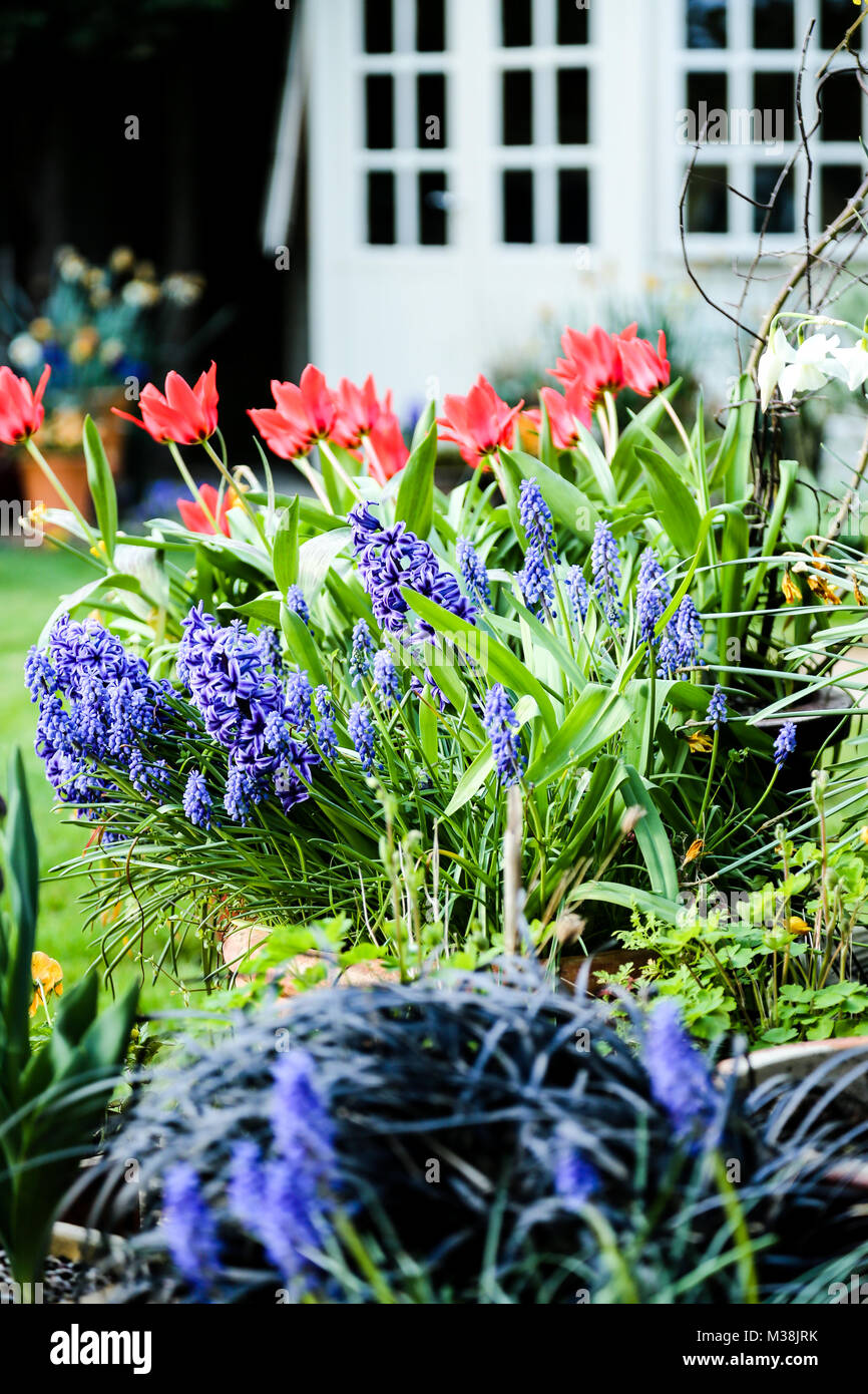 Spring flowers in a suburban garden setting Stock Photo - Alamy