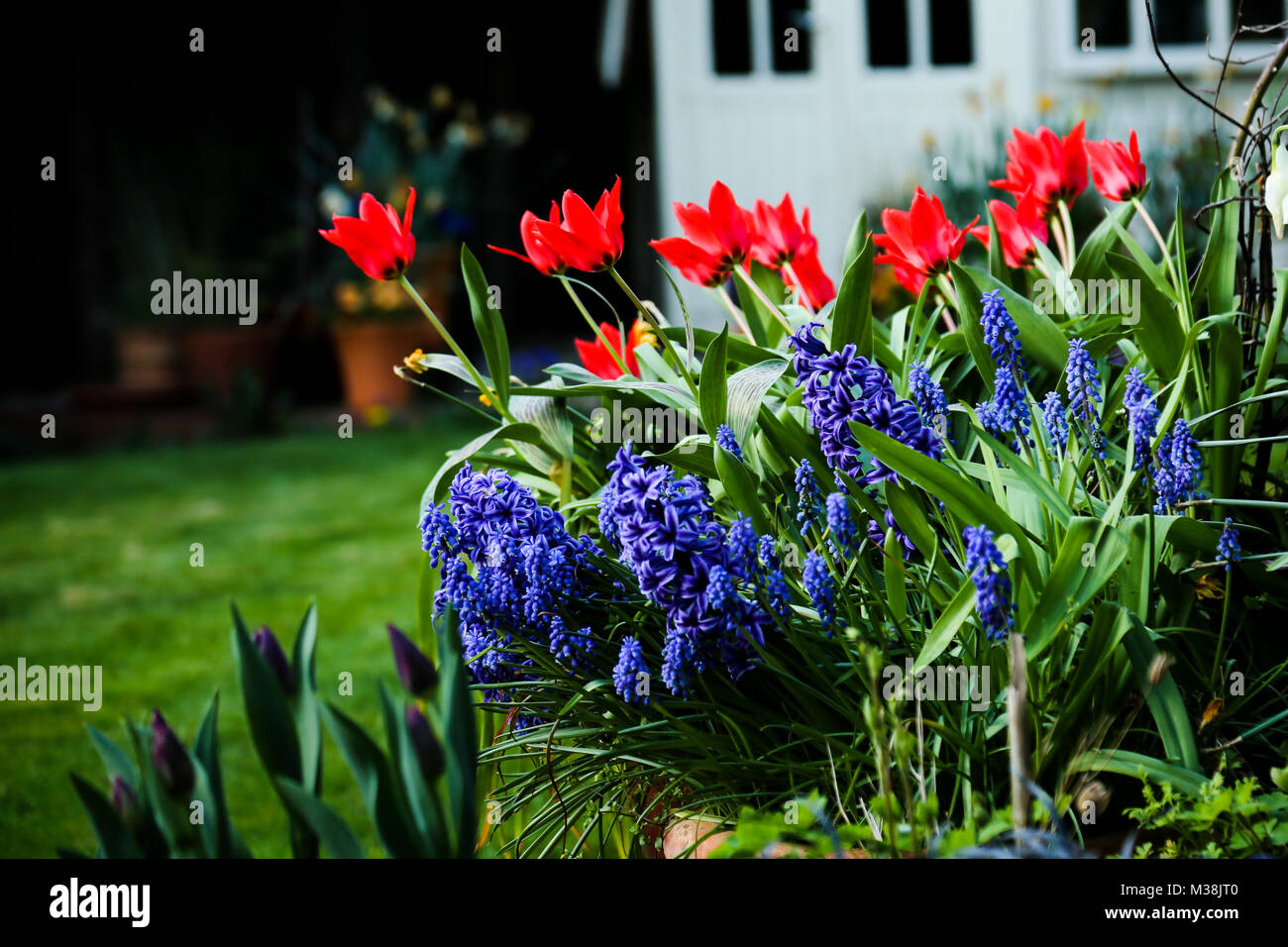 Spring flowers in a suburban garden setting Stock Photo - Alamy