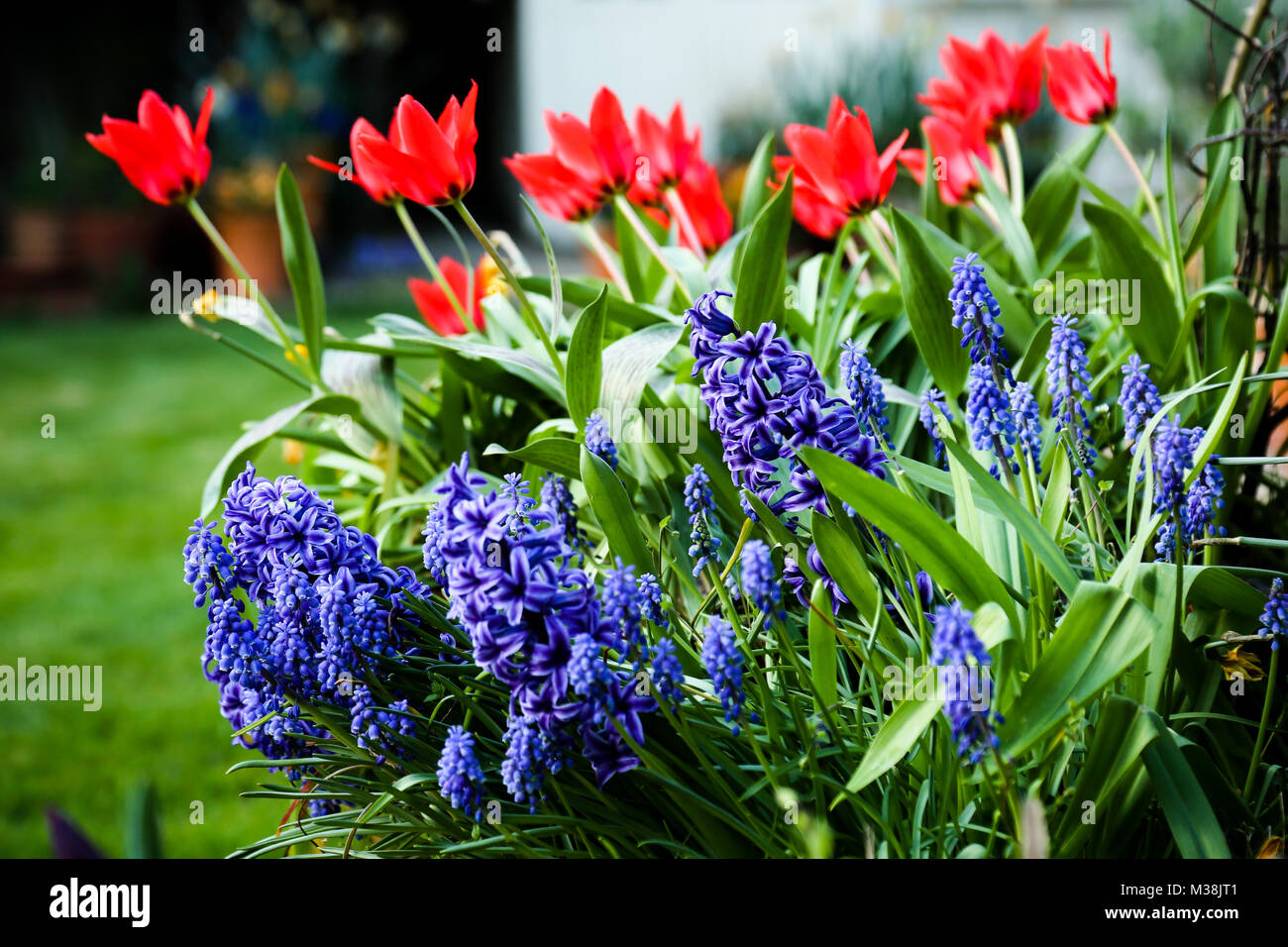 Spring flowers in a suburban garden setting Stock Photo - Alamy