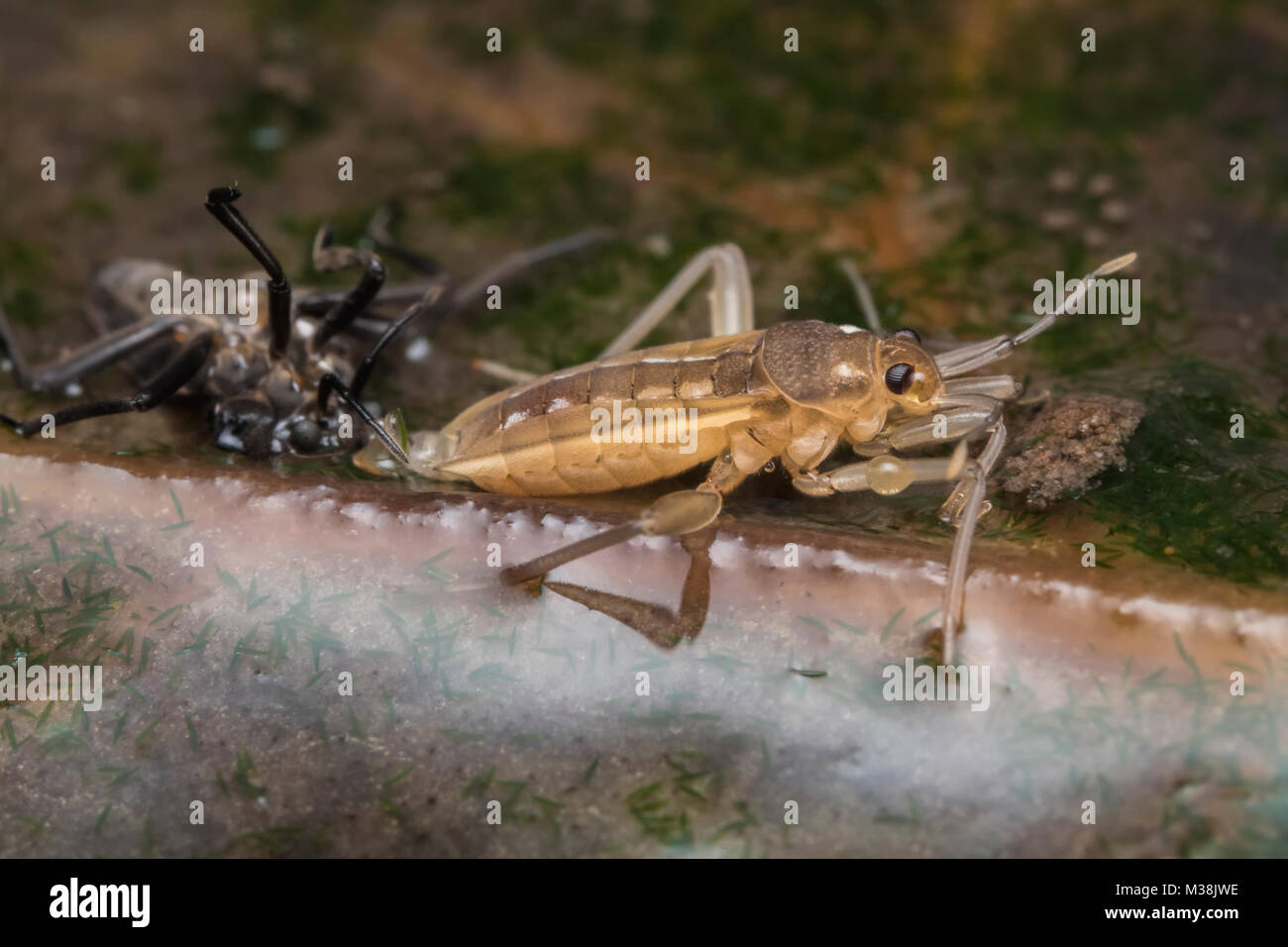 Freshly molted Water Cricket (Velia caprai) or (Velia saulii) on a leaf ...