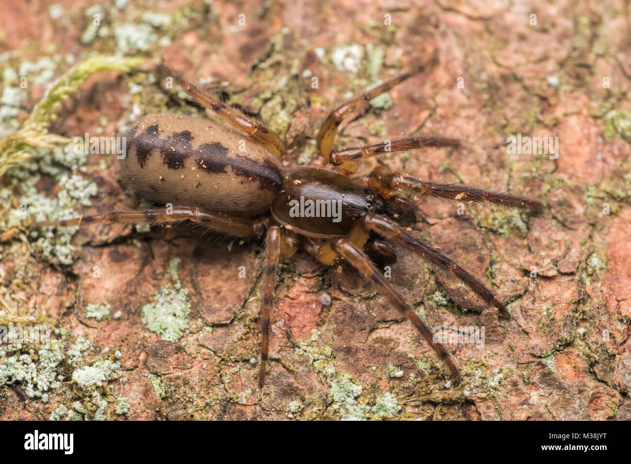 Snake-back Spider (Segestria senoculata) resting on tree bark ...