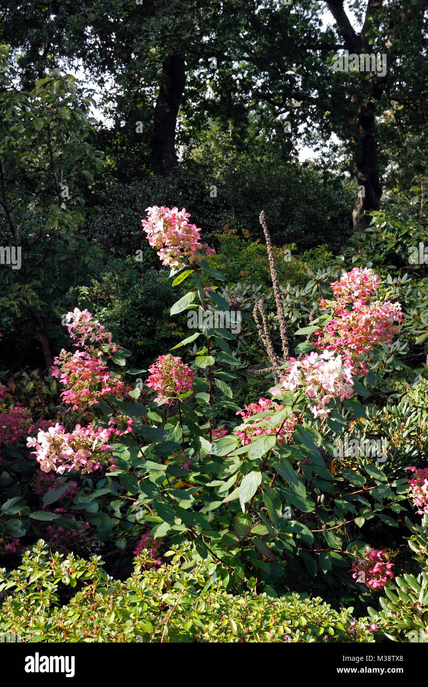 HYDRANGEA PANICULATA. RUBY Stock Photo - Alamy