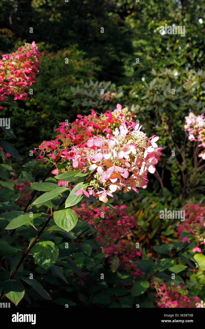 HYDRANGEA PANICULATA. RUBY Stock Photo - Alamy