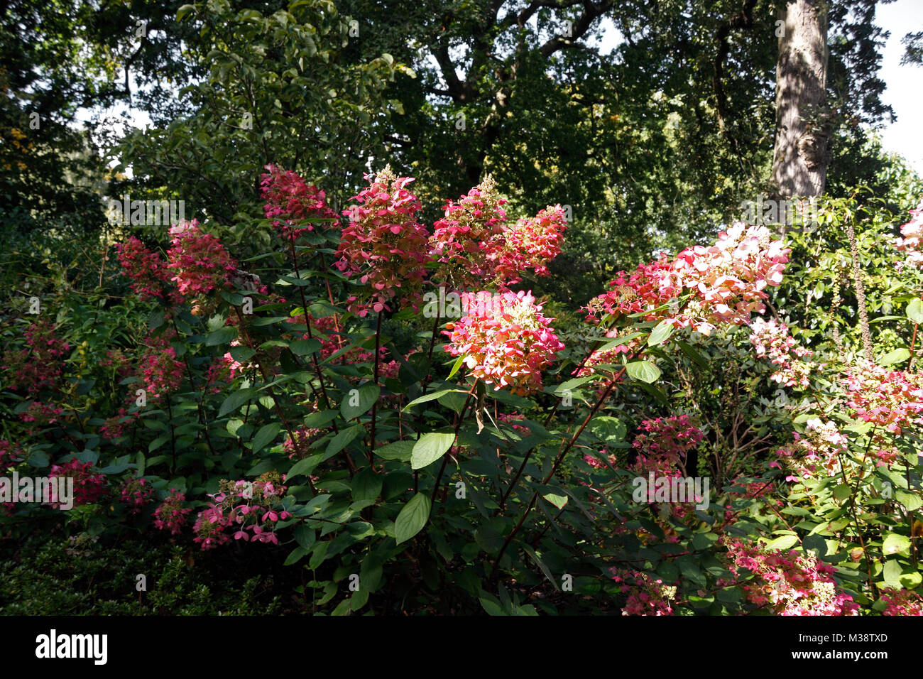 HYDRANGEA PANICULATA. RUBY Stock Photo - Alamy