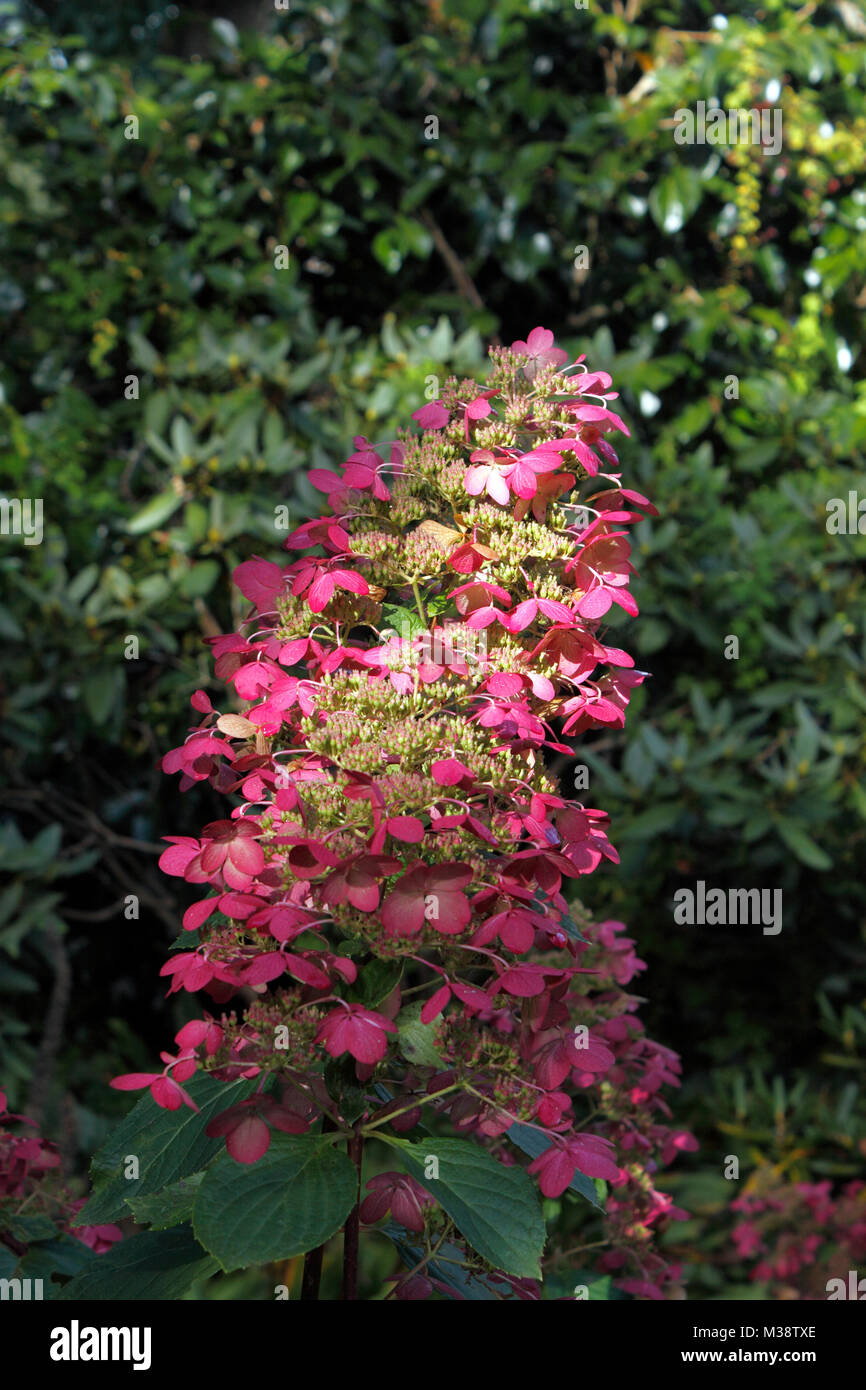 HYDRANGEA PANICULATA. RUBY Stock Photo - Alamy