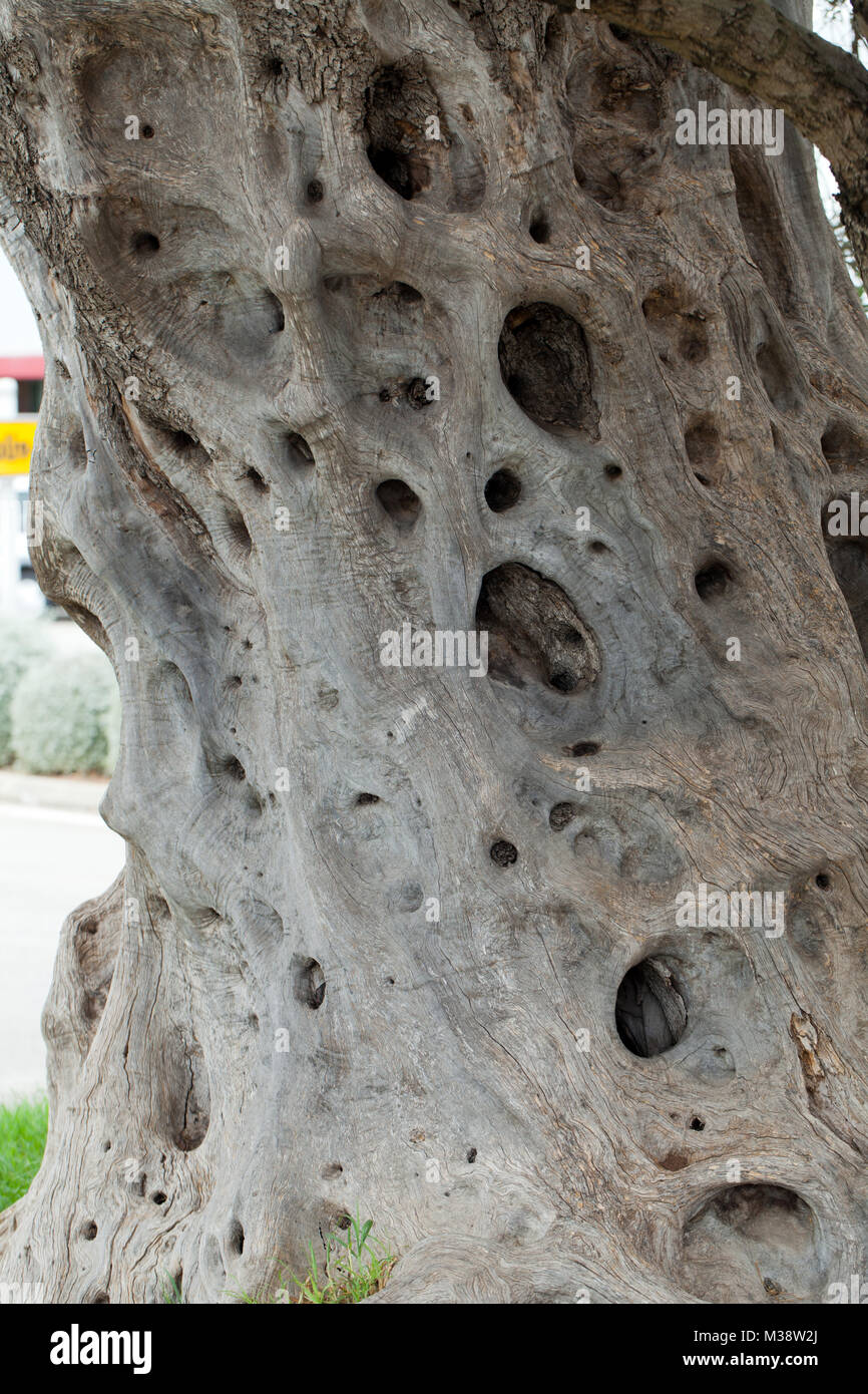 olive tree trunk Stock Photo - Alamy