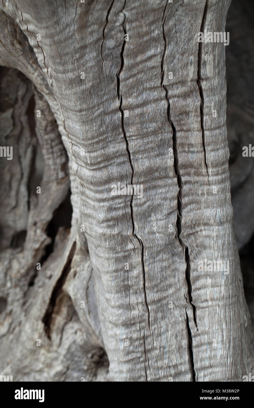 olive tree trunk Stock Photo - Alamy