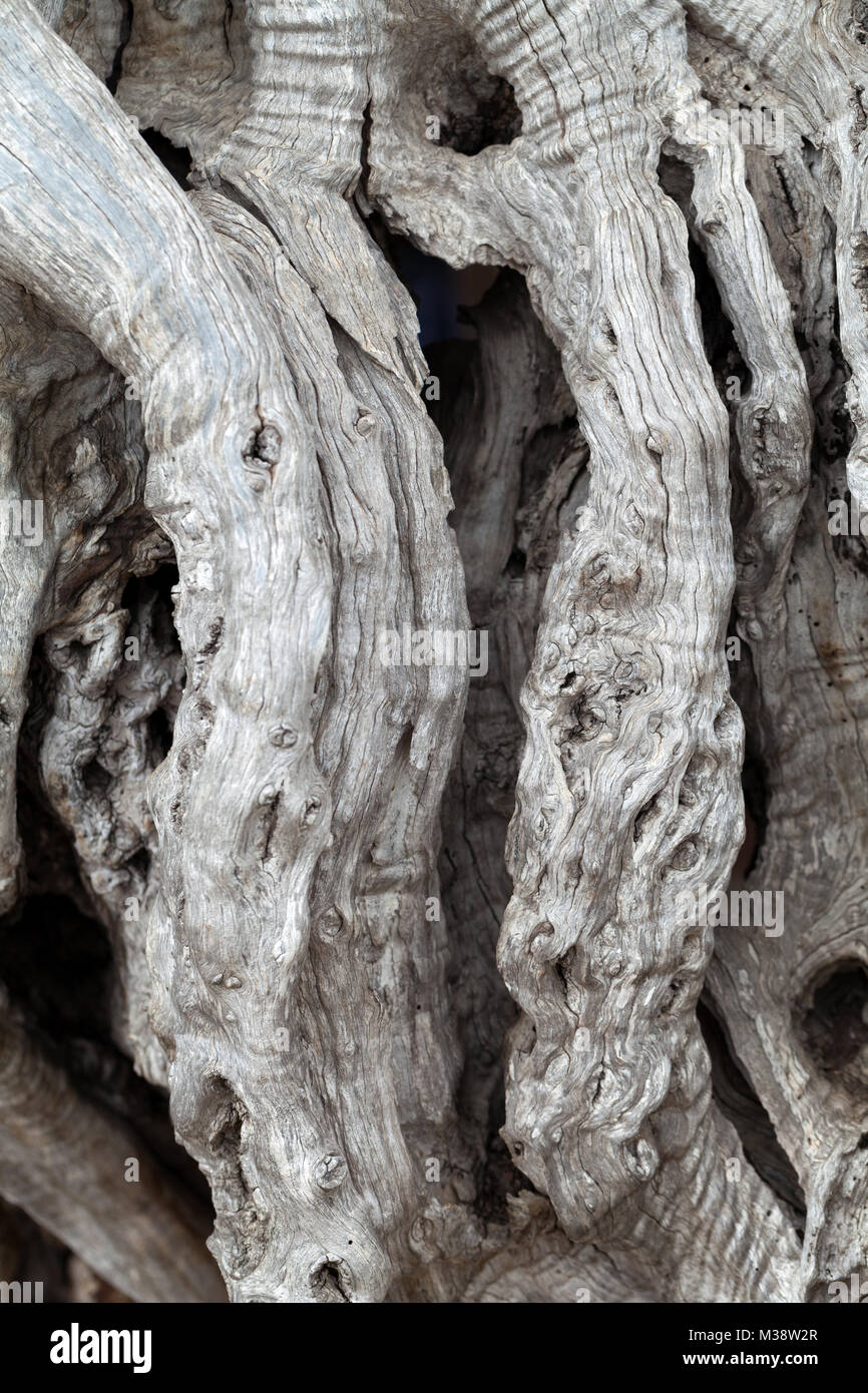 olive tree trunk Stock Photo - Alamy