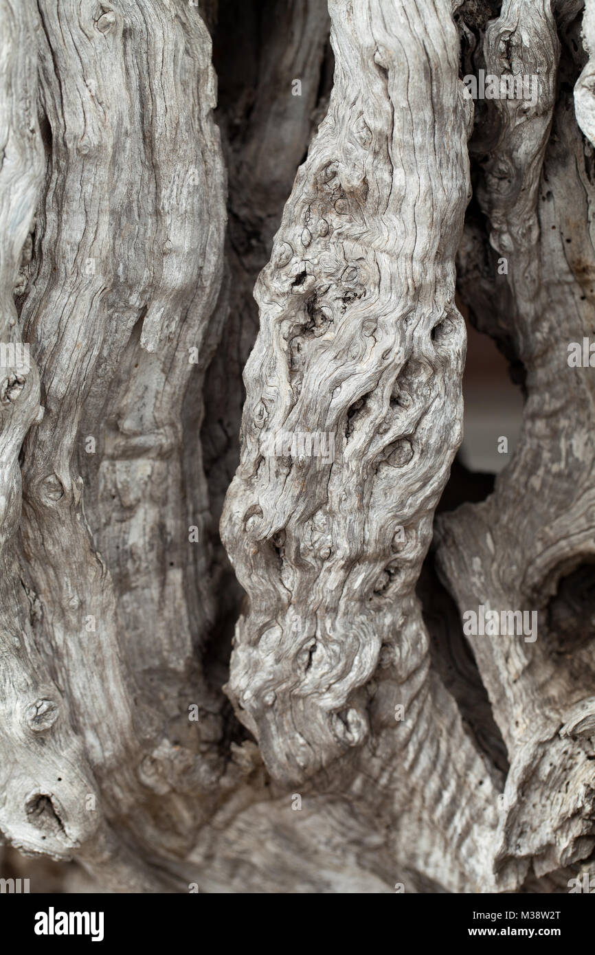 olive tree trunk Stock Photo - Alamy