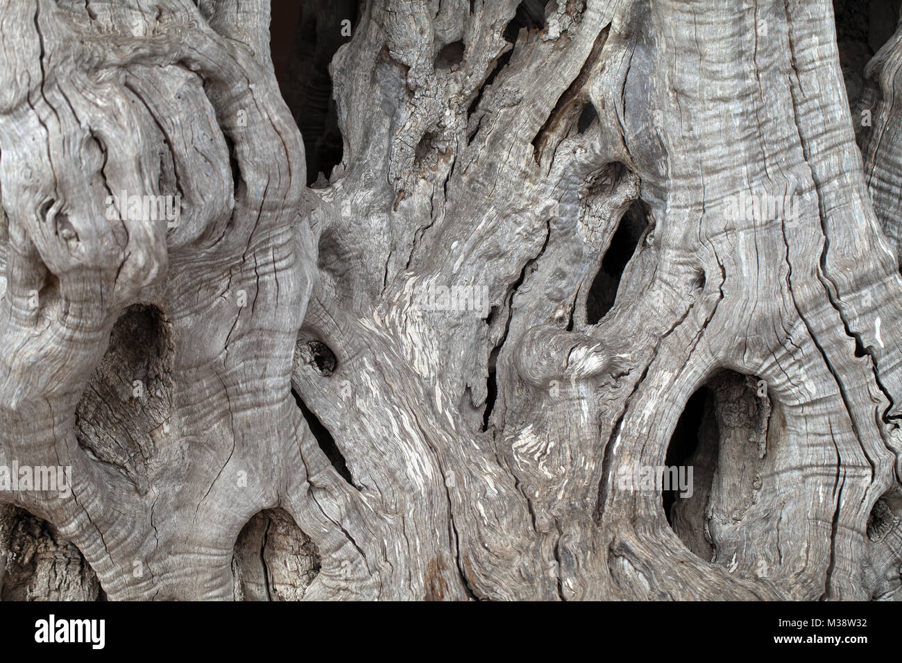 olive tree trunk Stock Photo - Alamy
