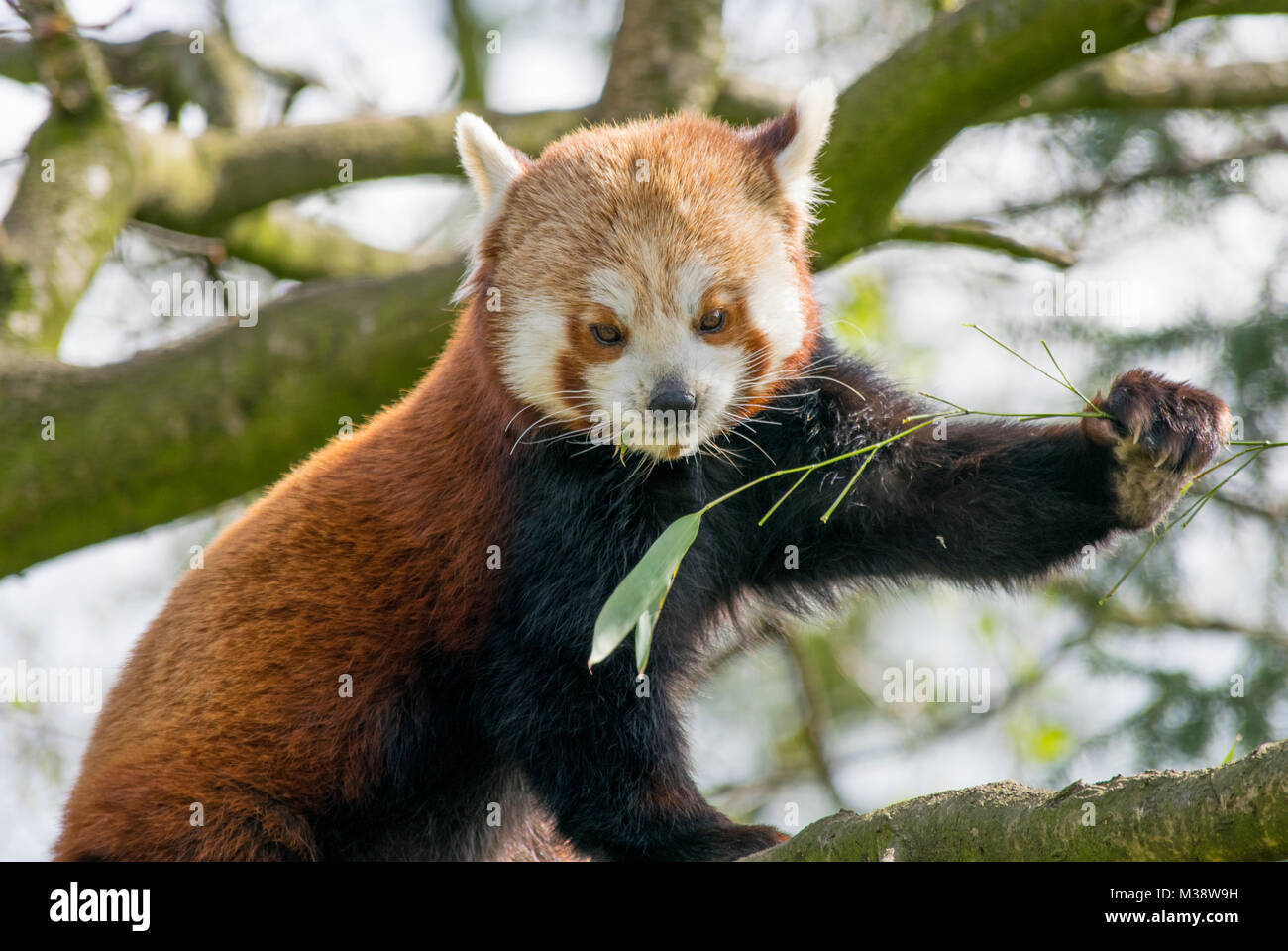 Red Panda in captivity Stock Photo - Alamy