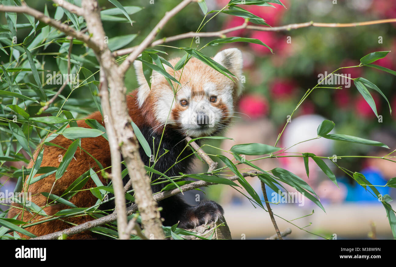 Red Panda in captivity Stock Photo - Alamy