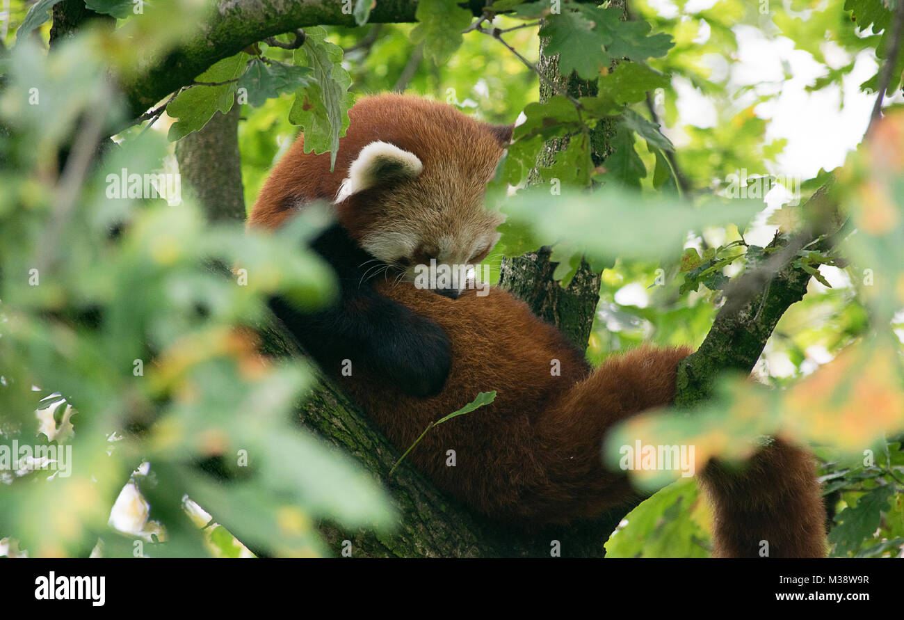 Red Panda in captivity Stock Photo - Alamy