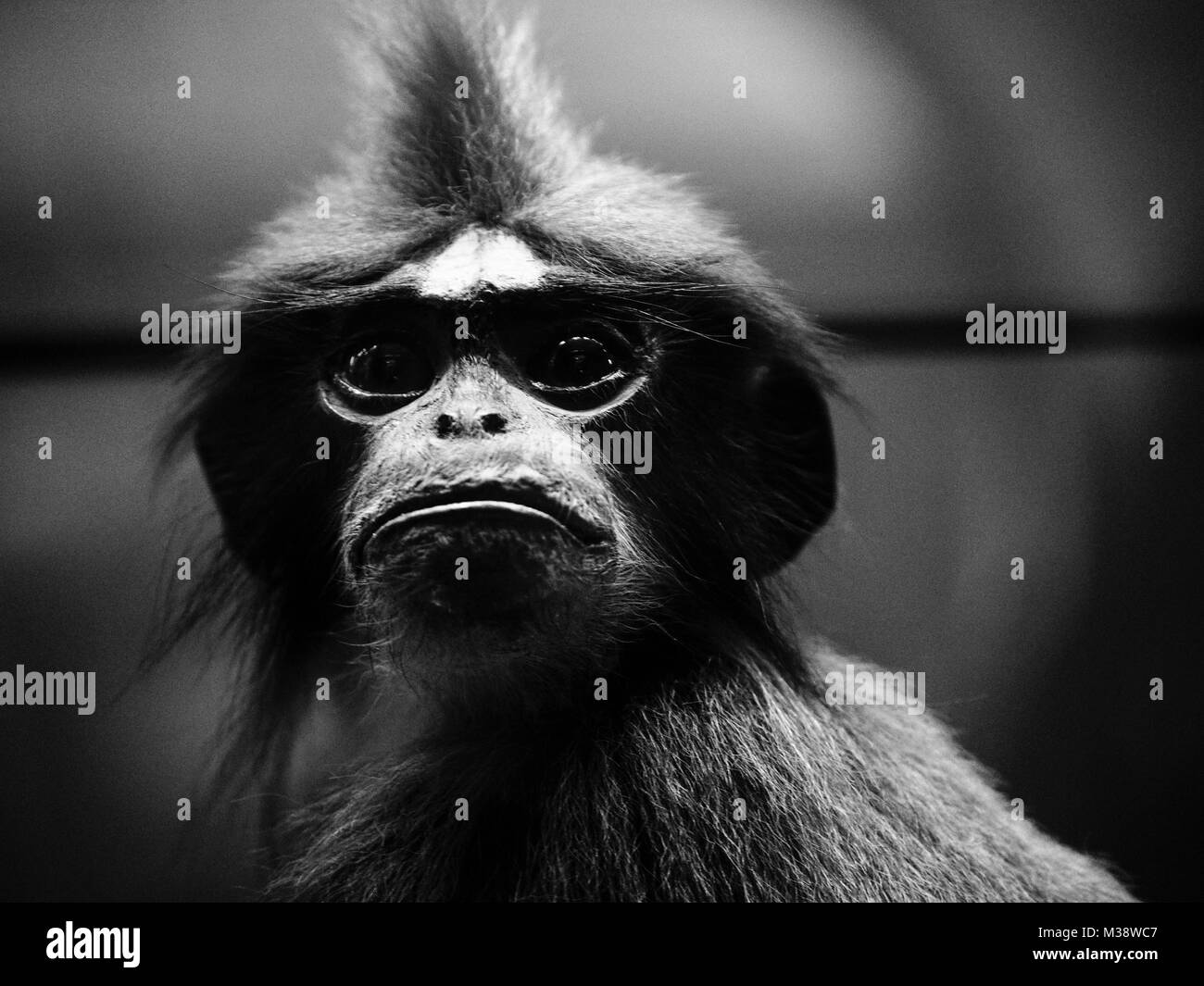 London natural history museum monkey hi-res stock photography and ...