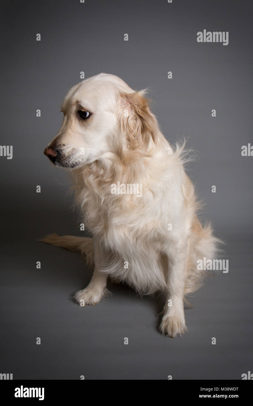 Golden retriever dog looking grey hi-res stock photography and images ...
