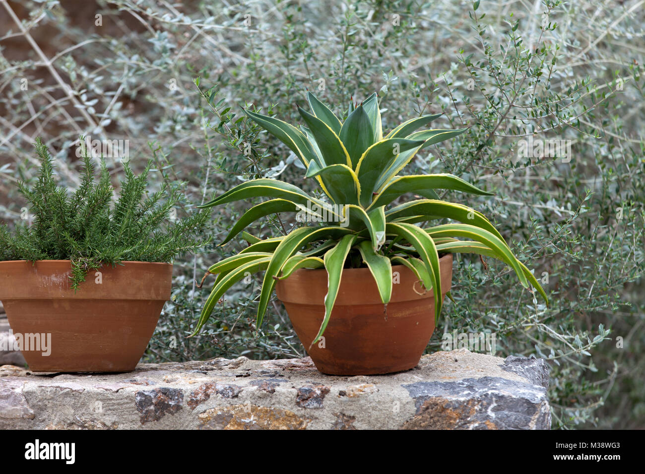 Flower pollensa mallorca hi-res stock photography and images - Alamy