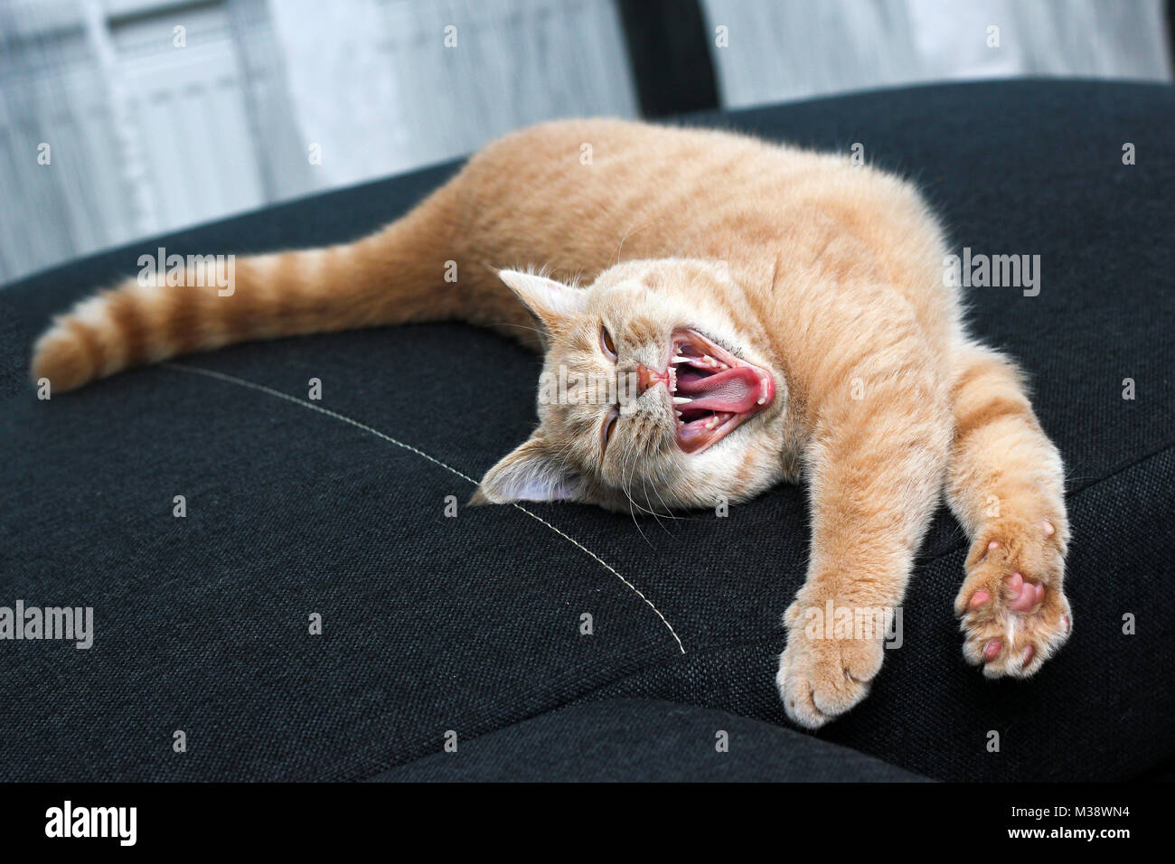 A cute cat is lying on the sofa and looking satisfied and happy Stock ...