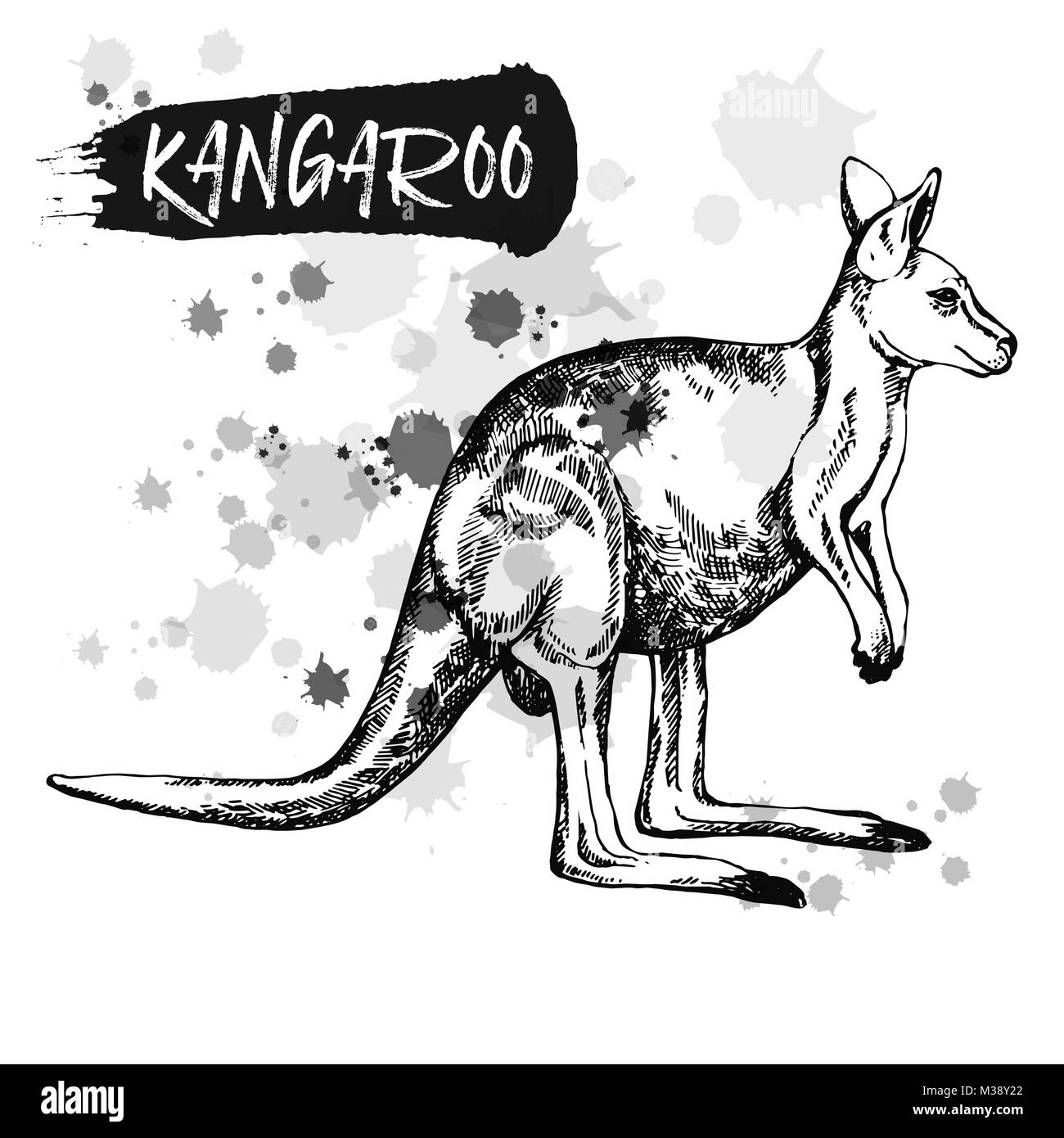 Hand drawn sketch style kangaroo. Vector illustration isolated on white ...