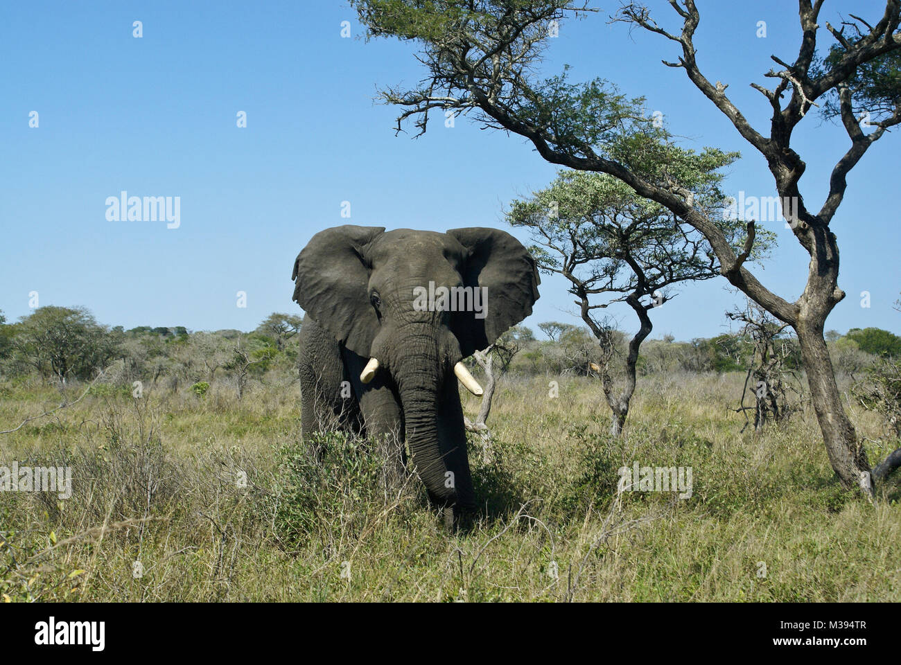 Tembe elephant national park hi-res stock photography and images - Alamy