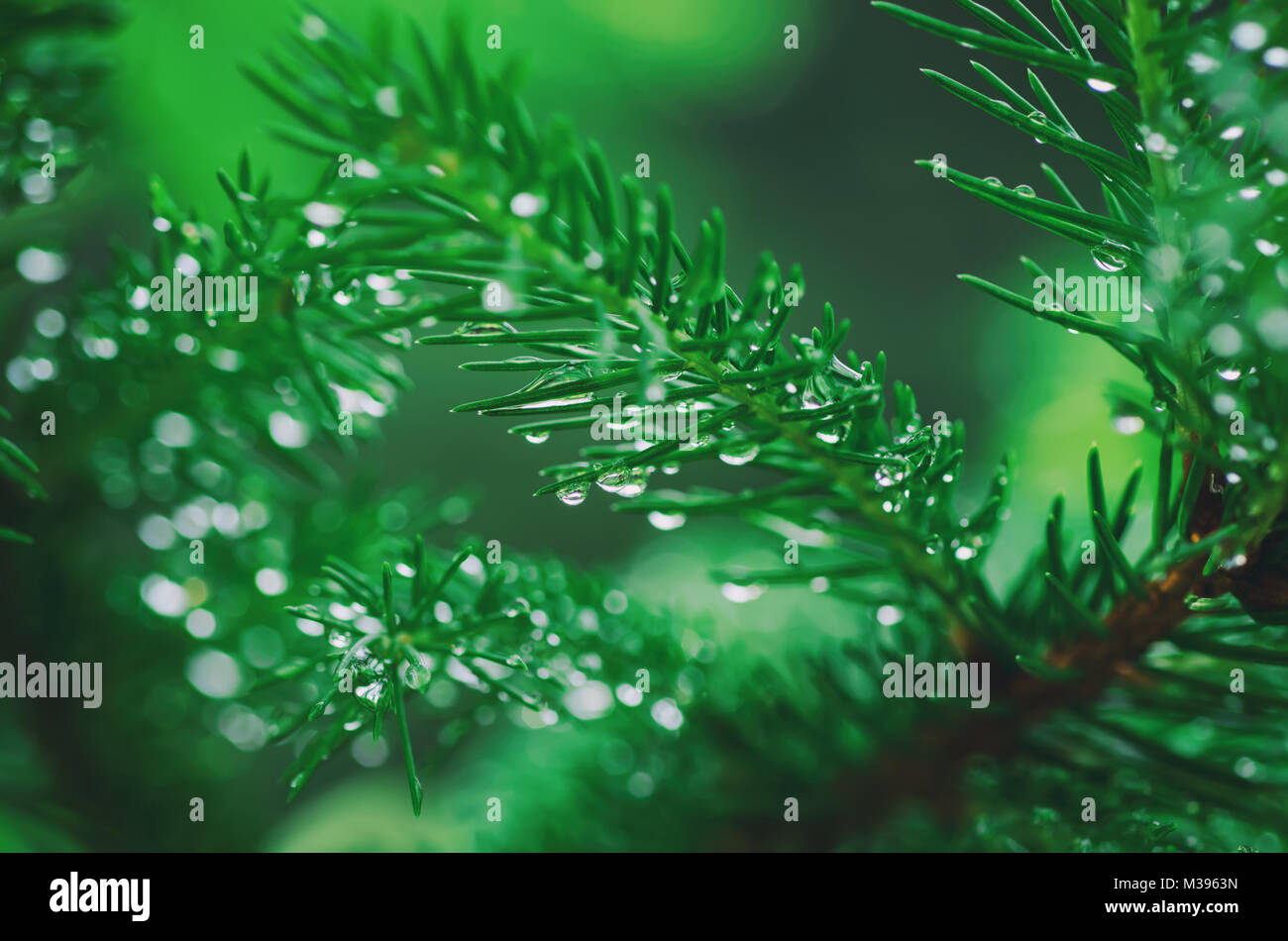 Wet pine tree Stock Photo - Alamy