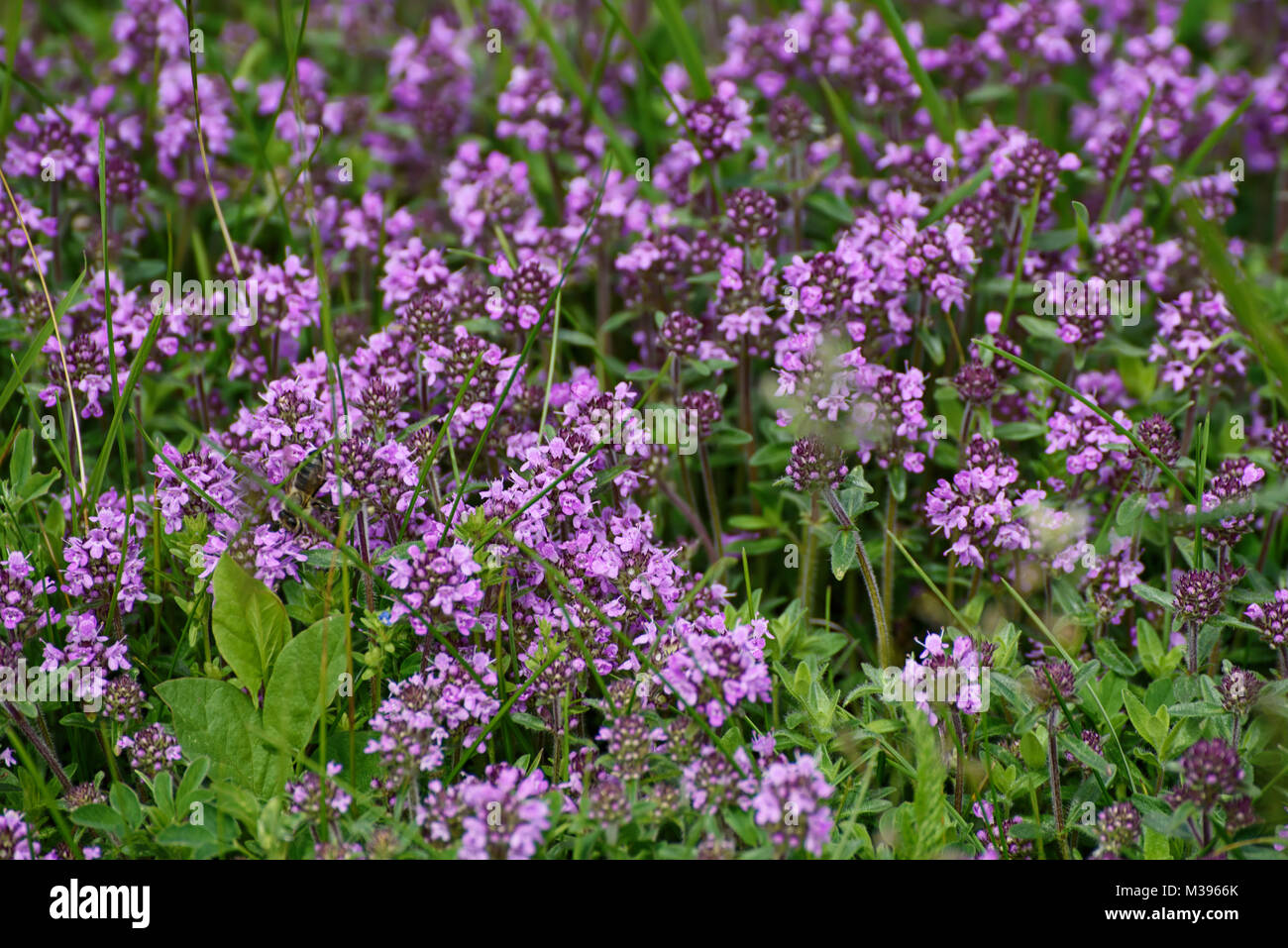 Thymus healthcare hi-res stock photography and images - Alamy