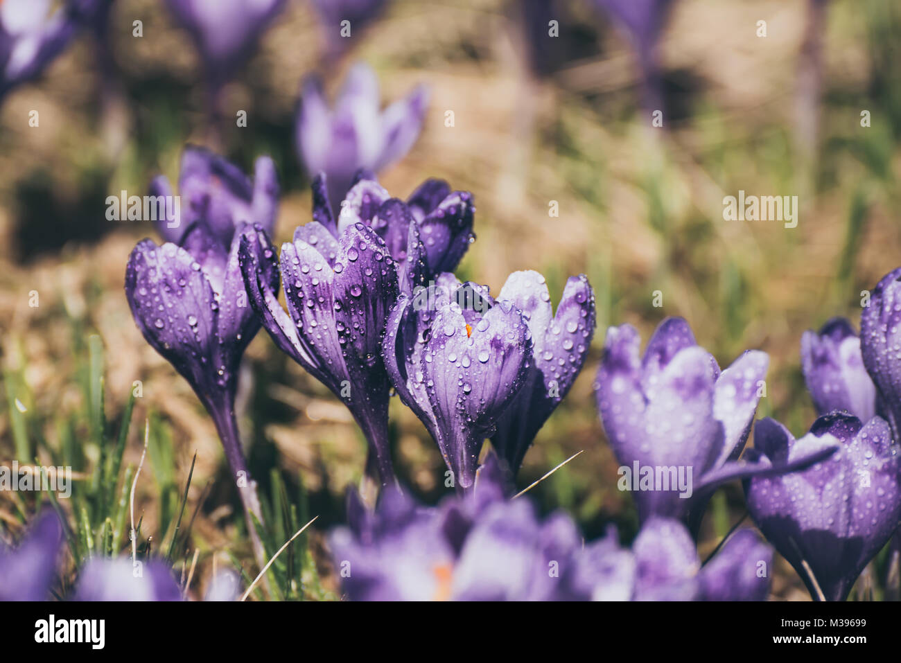 Spring crocus flowers Stock Photo - Alamy