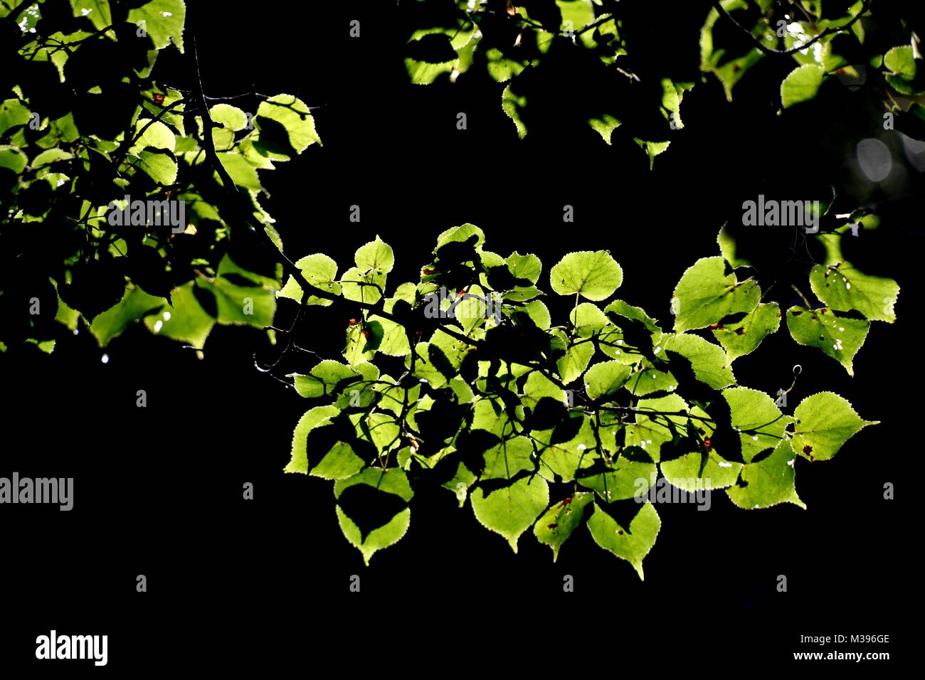 Lime tree silhouette hi-res stock photography and images - Alamy