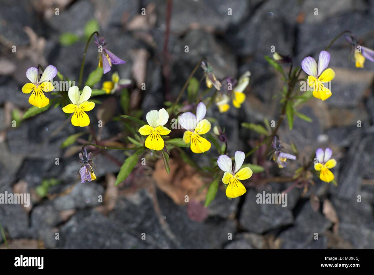 Wild pansy, Viola tricolor Stock Photo - Alamy