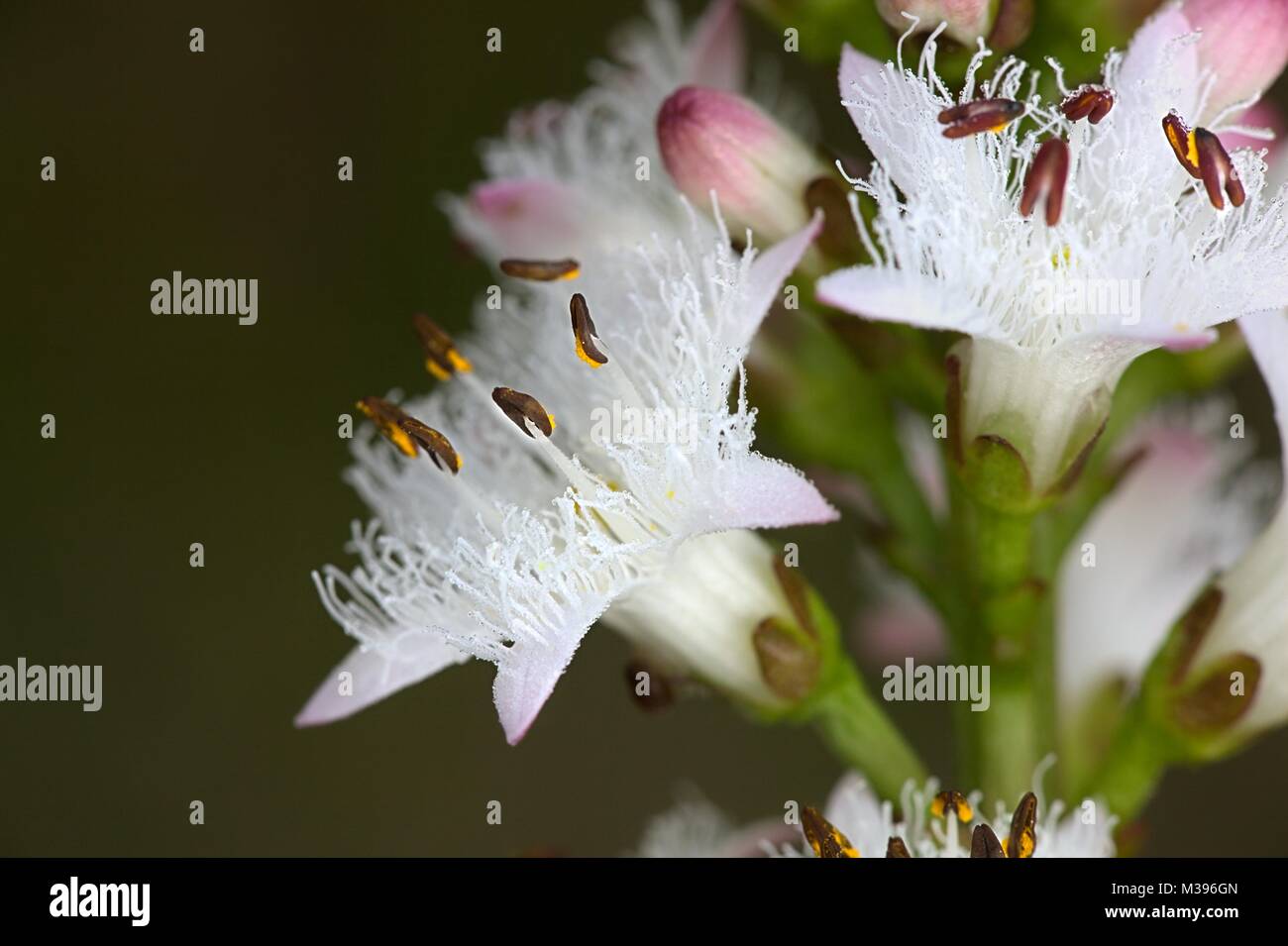 Bogbean, Menyanthes trifoliata, traditional medicinal plant Stock Photo ...