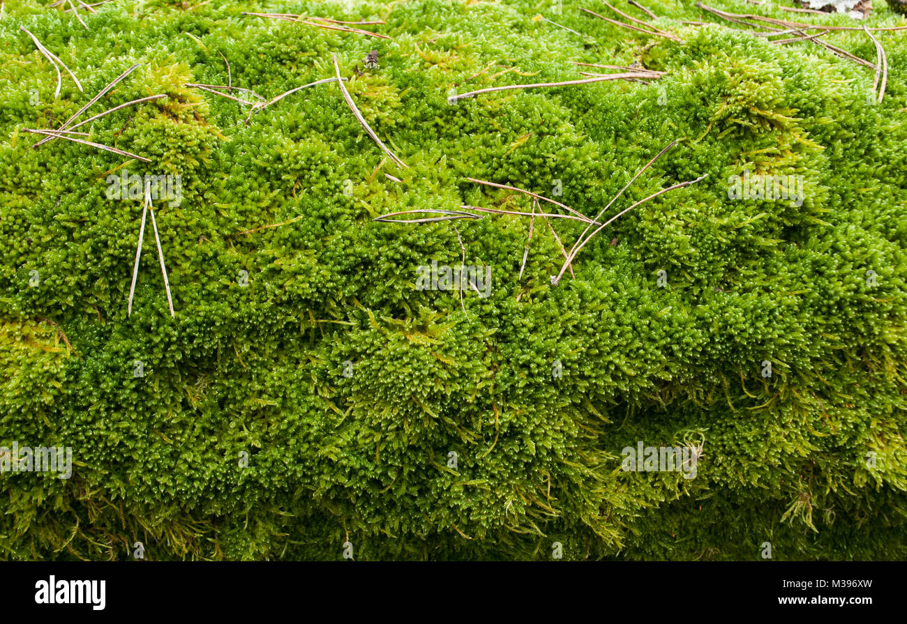 Green lichen, the texture of the old moss Stock Photo - Alamy
