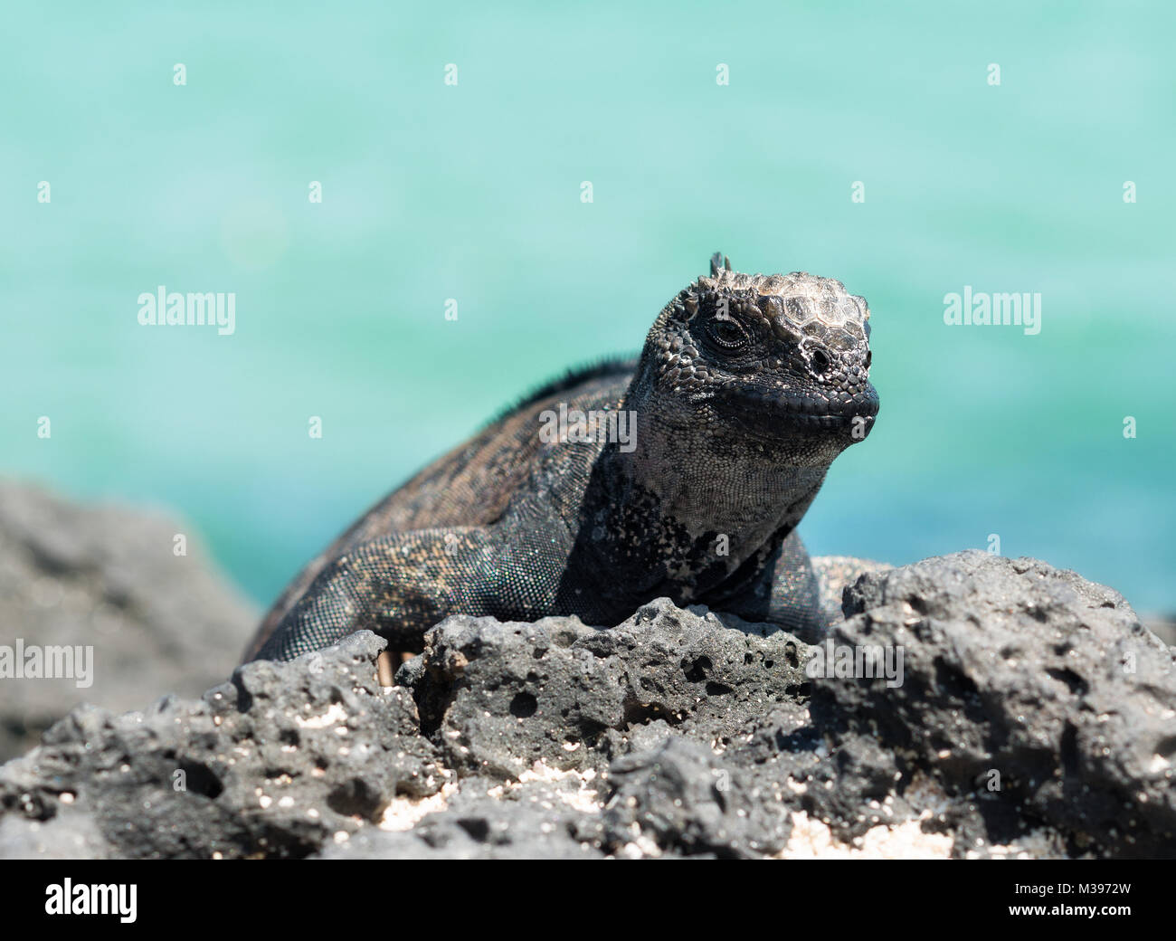 Galapagos Islands Sea Iguana taken in 2015 Stock Photo - Alamy