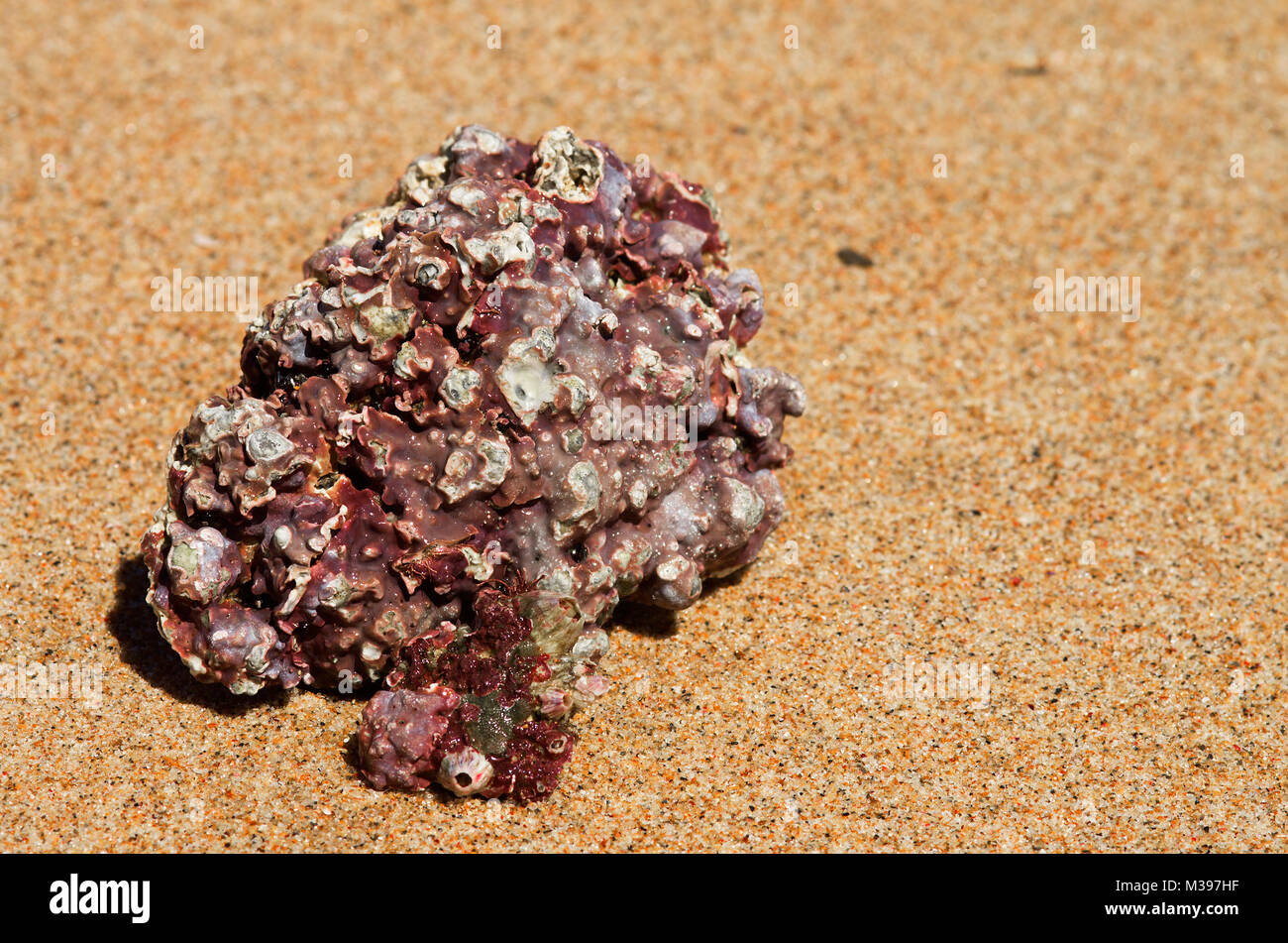 Red sea stone ripped from the shore line with remains of barnacle ...