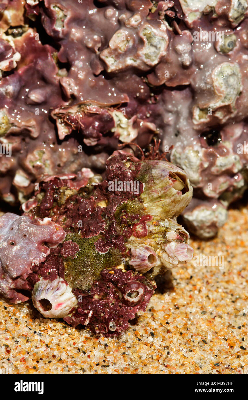 Detail of a red sea stone that has been ripped from the shore line with ...