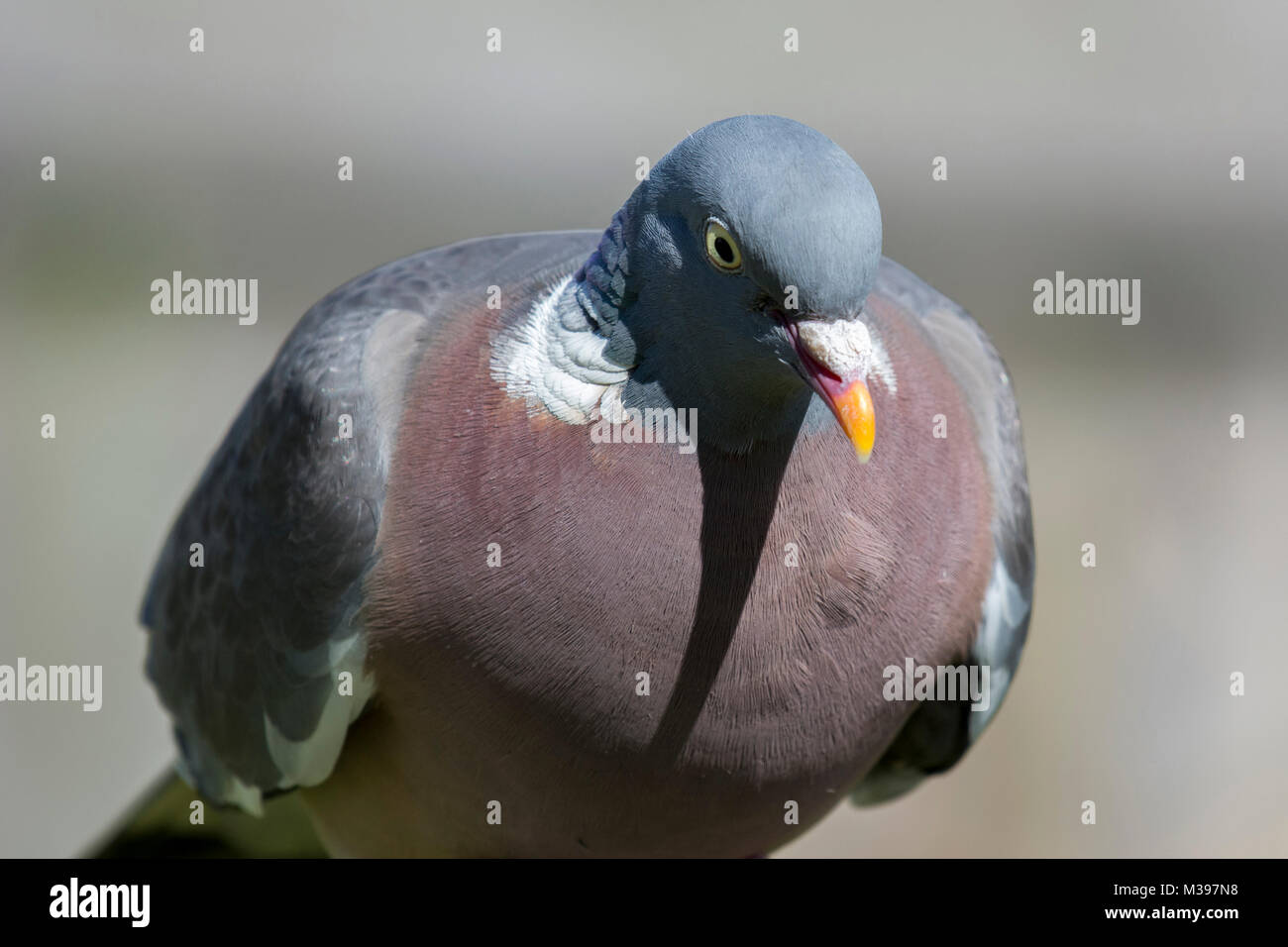 Gracious birds hi-res stock photography and images - Alamy