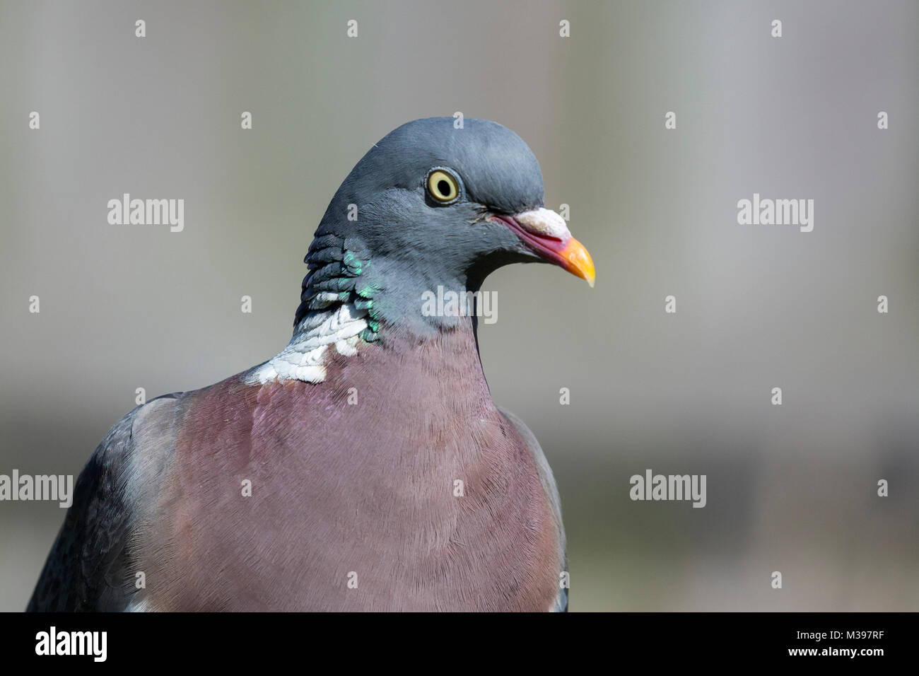 Gracious birds hi-res stock photography and images - Alamy