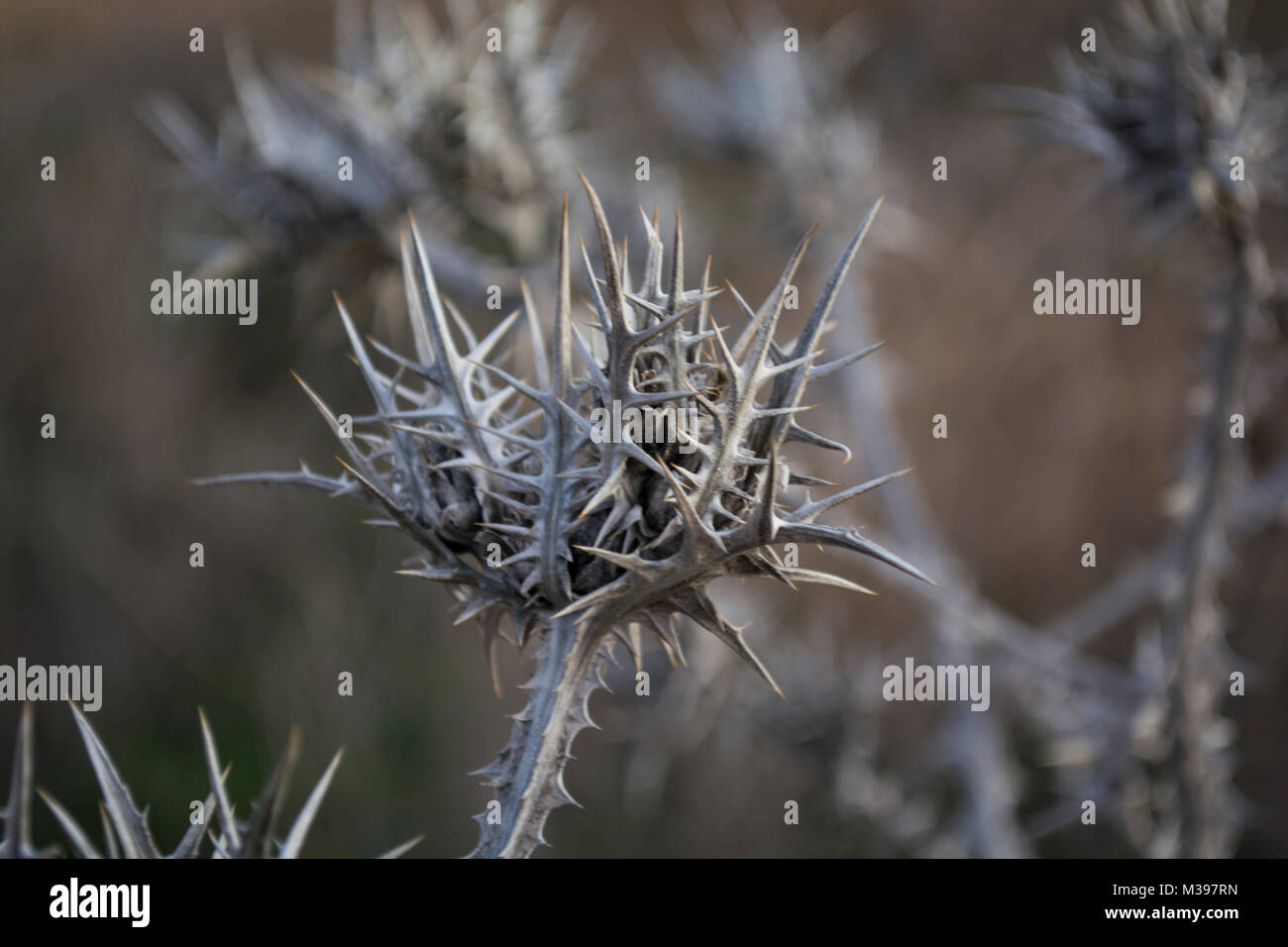 Dry prickly stem and inflorescence of thistle. Thistle, Onopordum ...