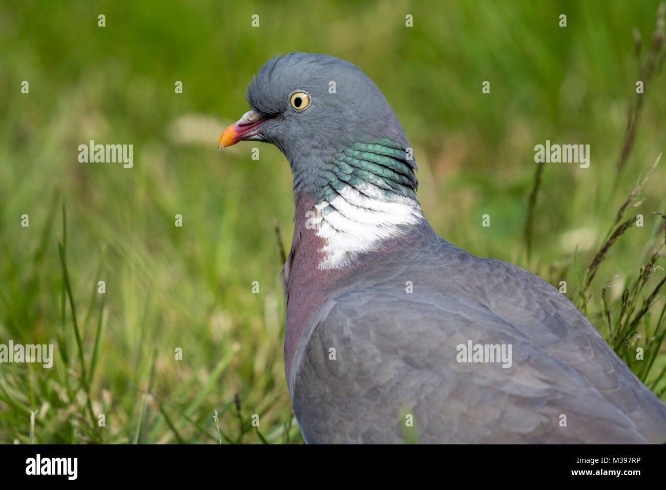 Gracious birds hi-res stock photography and images - Alamy