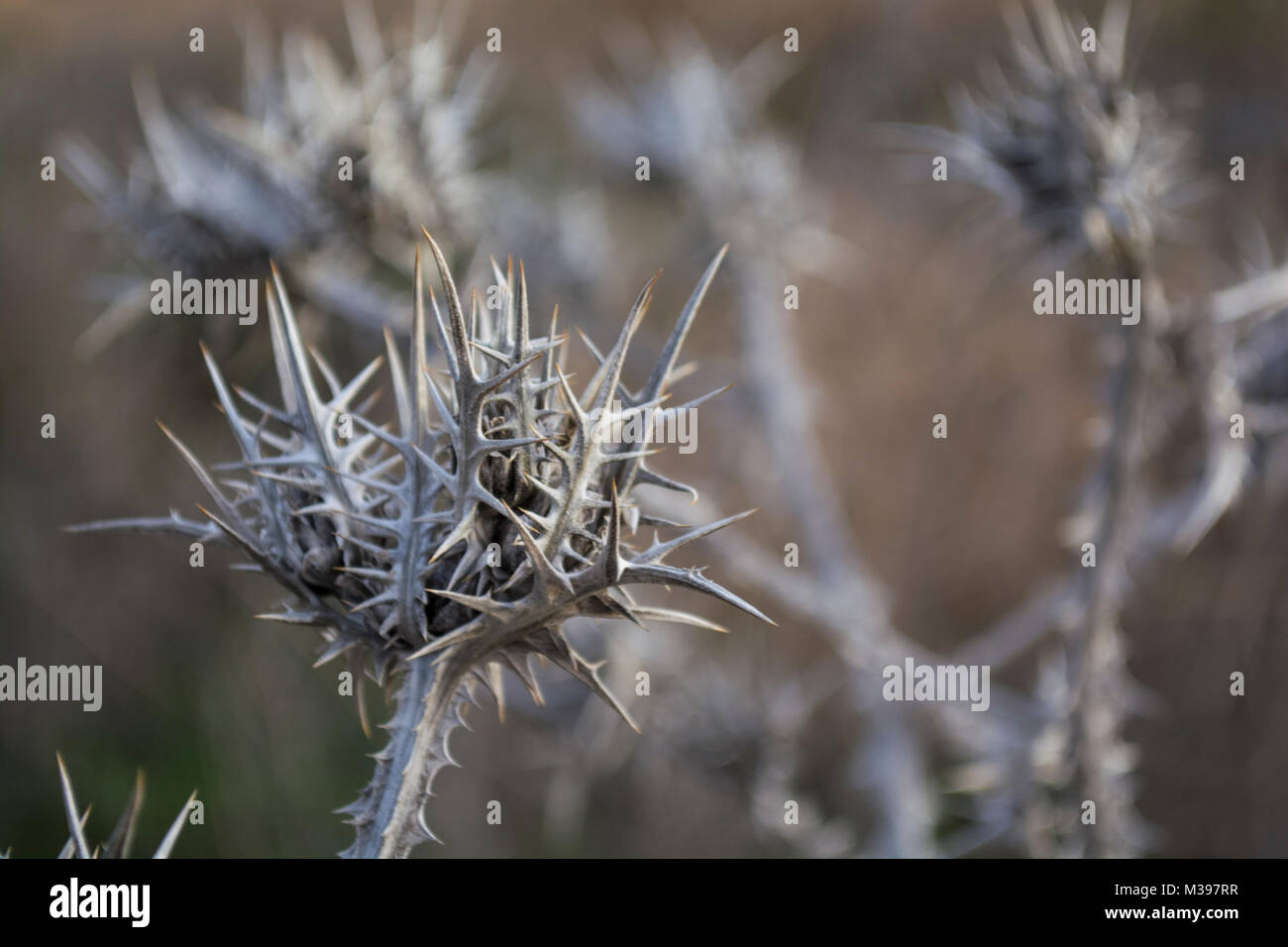 Dry prickly stem and inflorescence of thistle. Thistle, Onopordum ...