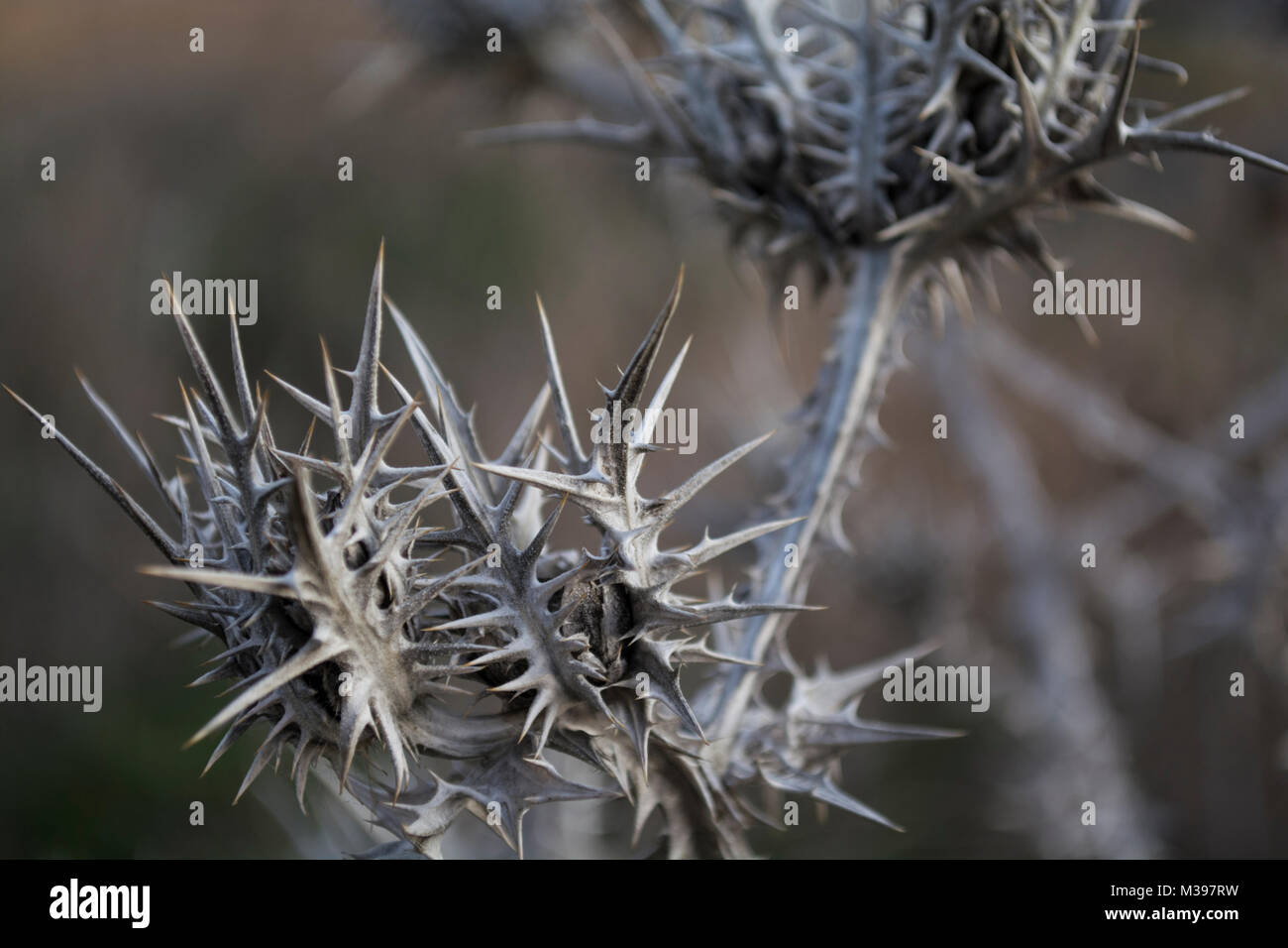 Dry prickly stem and inflorescence of thistle. Thistle, Onopordum ...