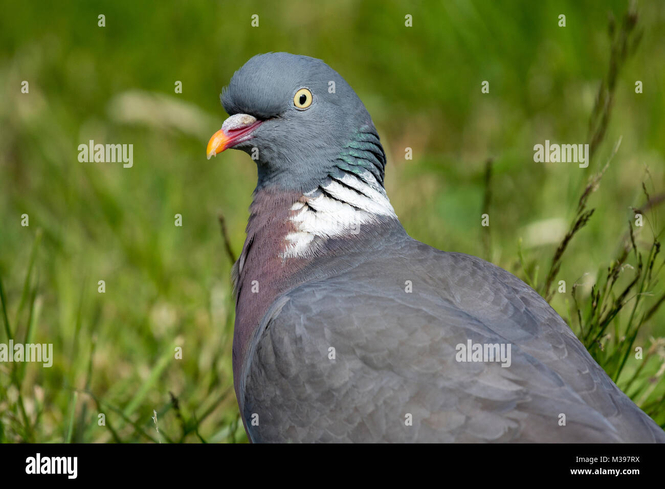 Gracious birds hi-res stock photography and images - Alamy