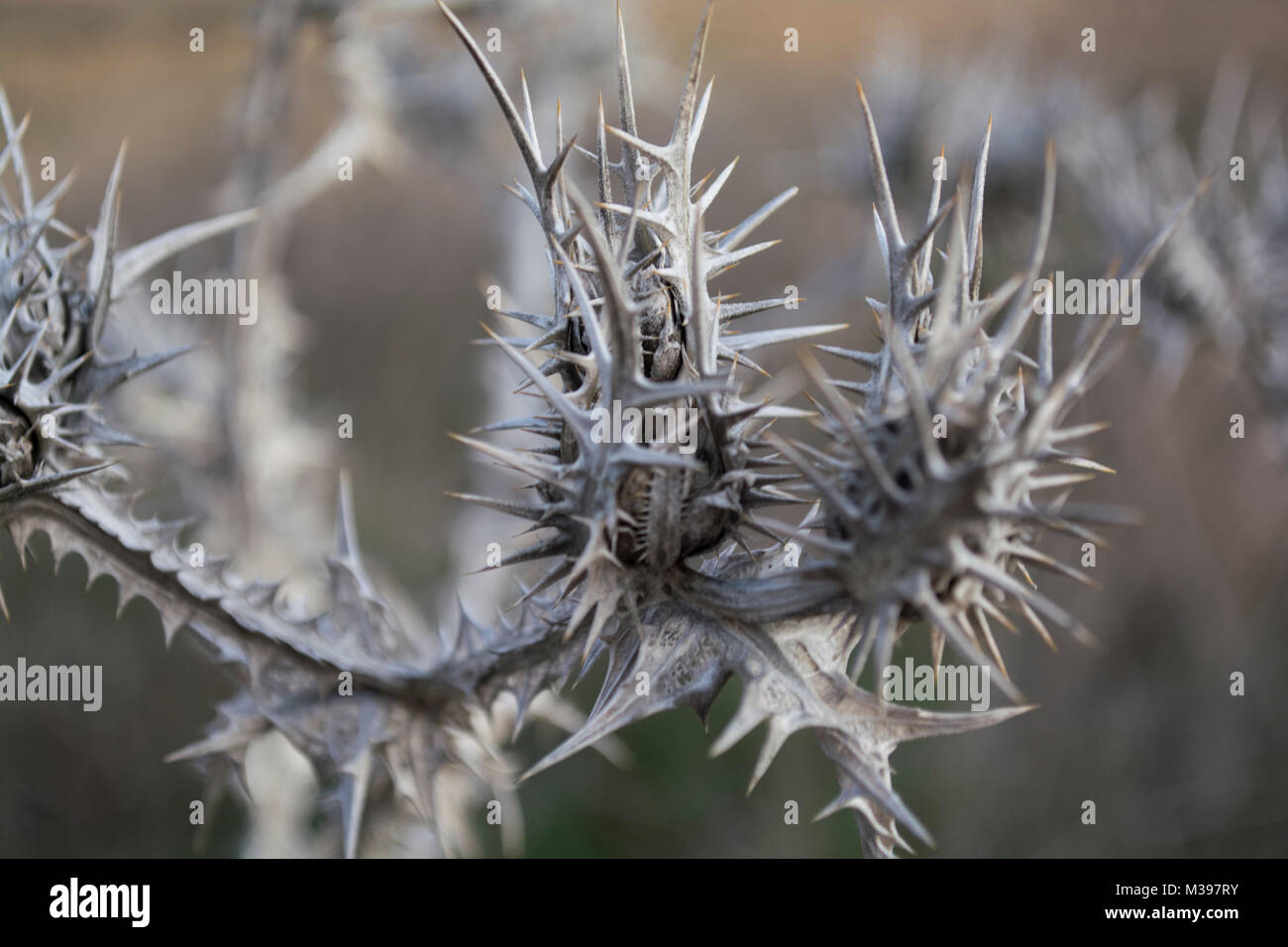 Dry prickly stem and inflorescence of thistle. Thistle, Onopordum ...