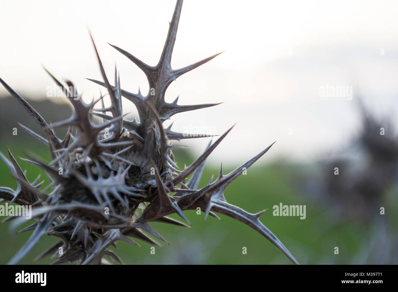 Dry prickly stem and inflorescence of thistle. Thistle, Onopordum ...