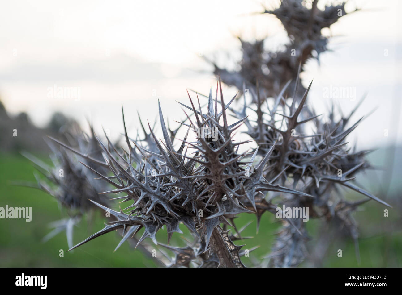 Dry prickly stem and inflorescence of thistle. Thistle, Onopordum ...