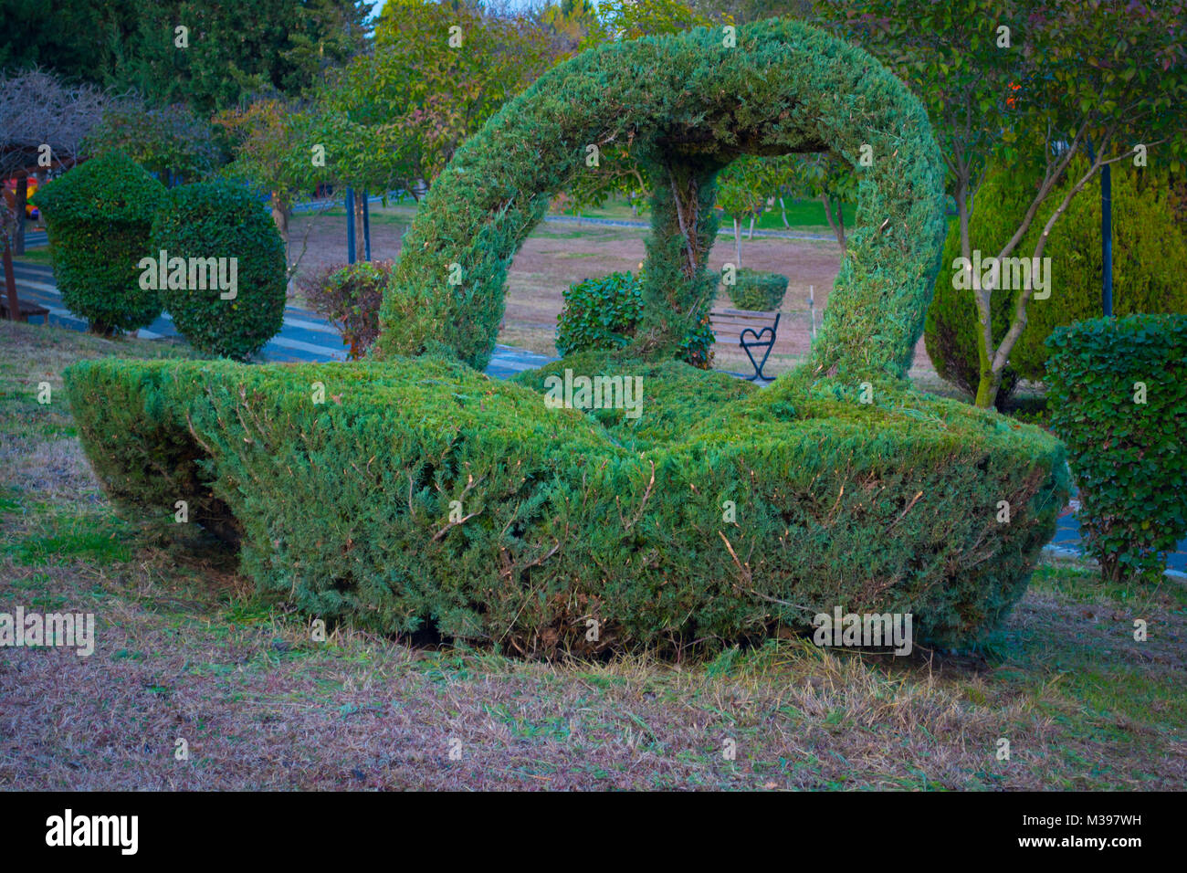 hedge trimming works in a garden professional gardener with a ...