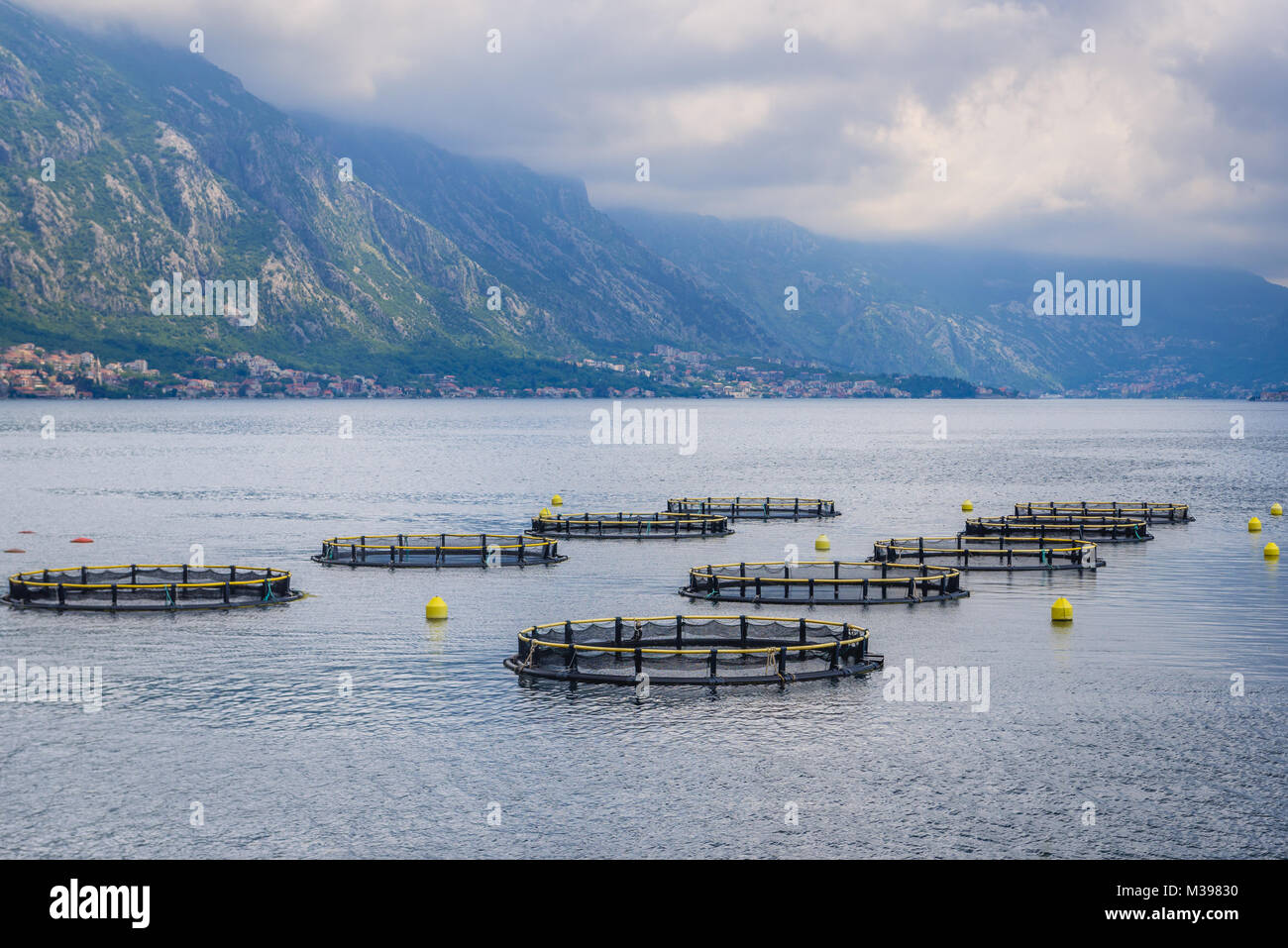 Fish farm in bay kotor hi-res stock photography and images - Alamy