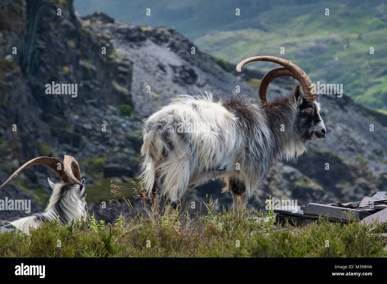 Wild Feral Goats, Dinorwic Quarry, Snowdonia National Park, North Wales ...