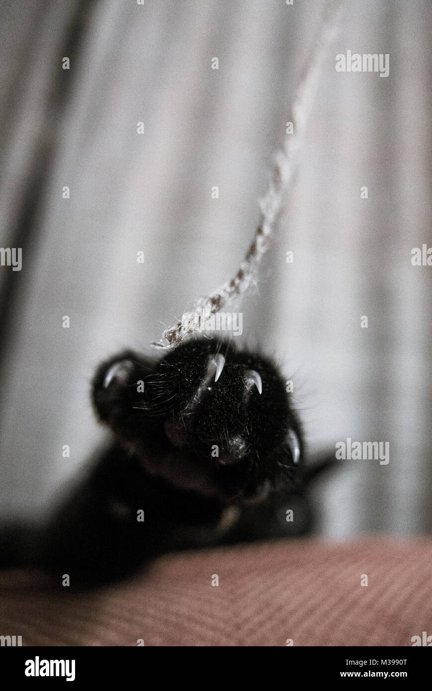 Cat at play, claws extended Stock Photo - Alamy