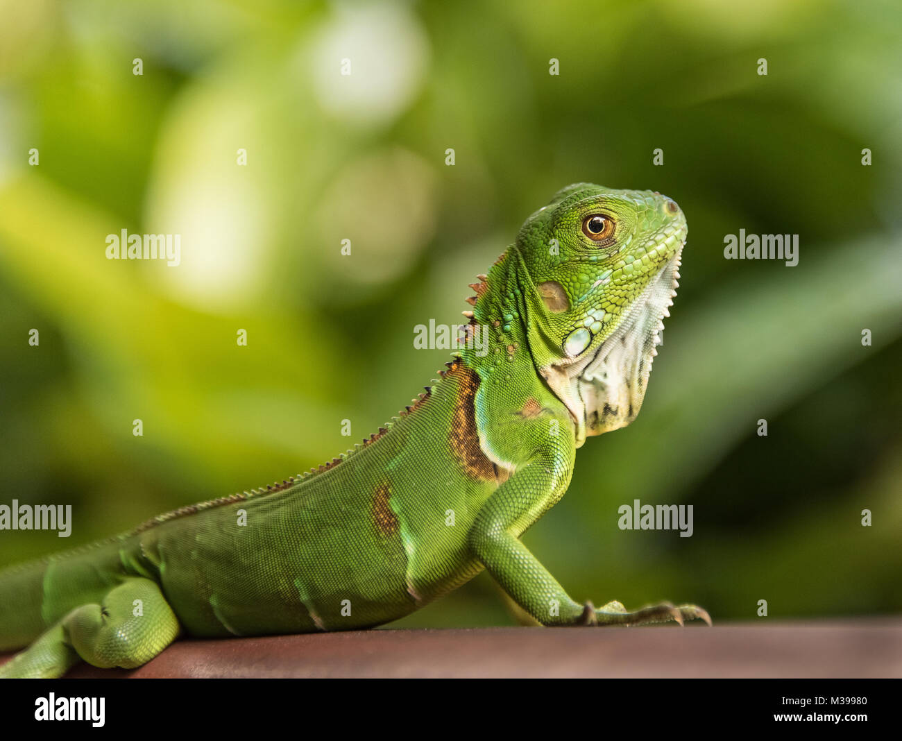 Small Green Iguana Closeup Stock Photo - Alamy