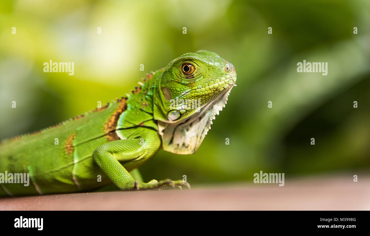 Green Iguana