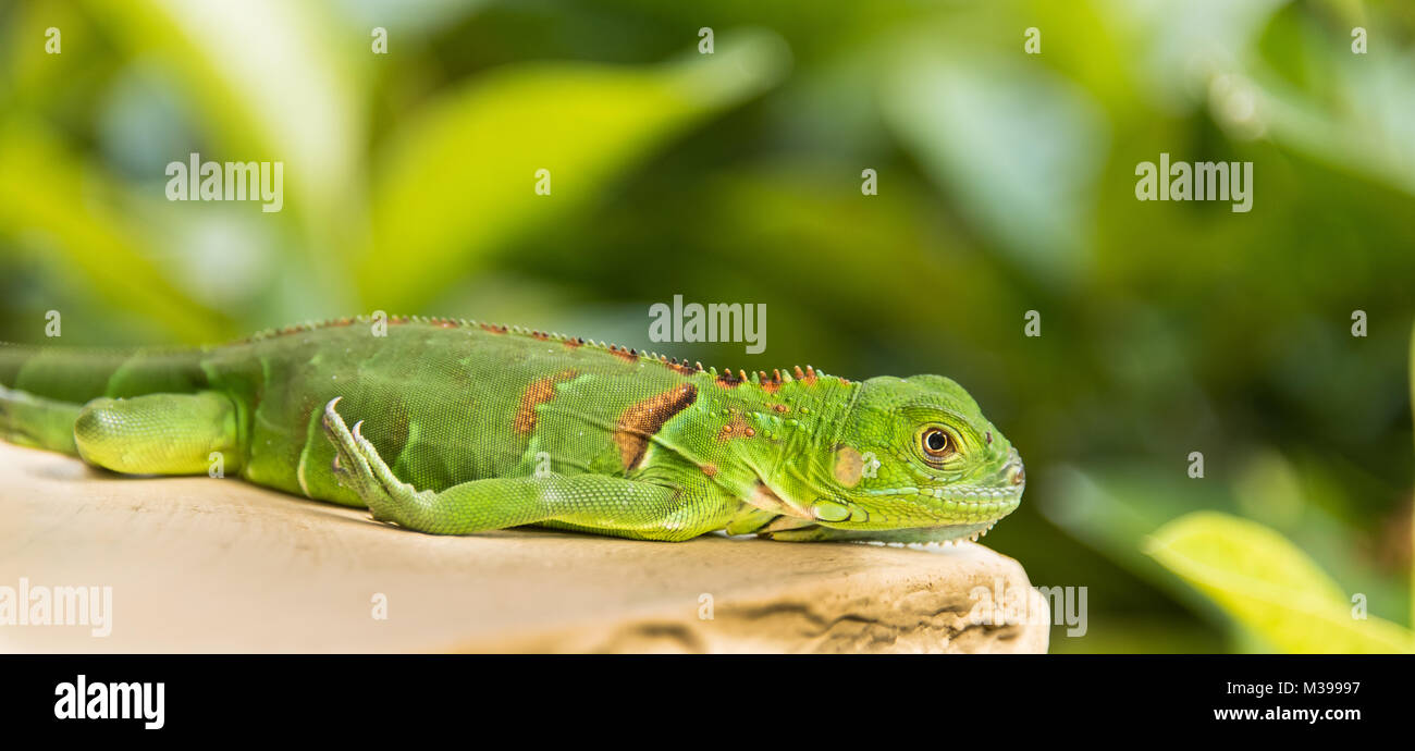 Small Green Iguana Closeup Stock Photo - Alamy